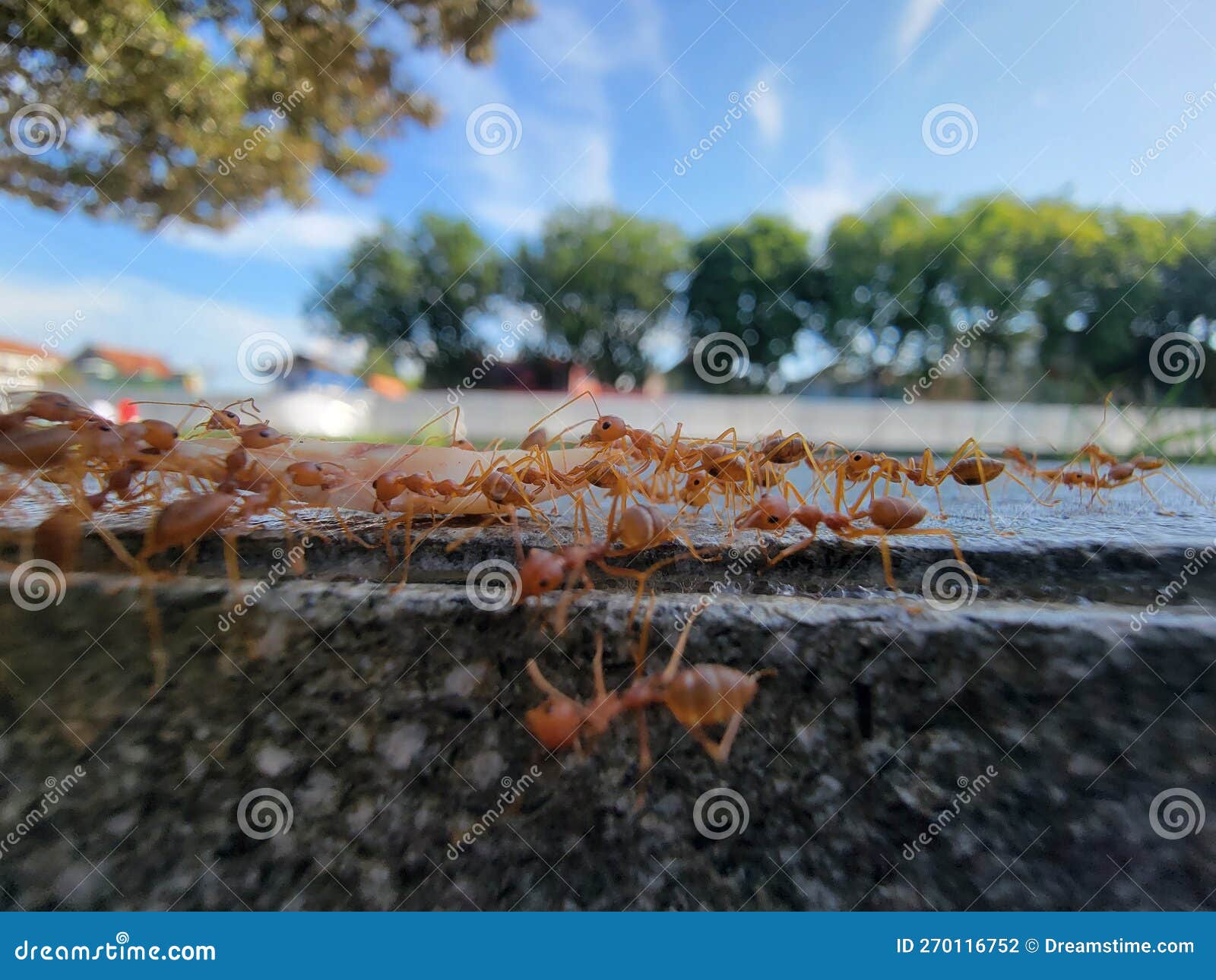Marching Ants Between Trunks Stock Image | CartoonDealer.com #67150123