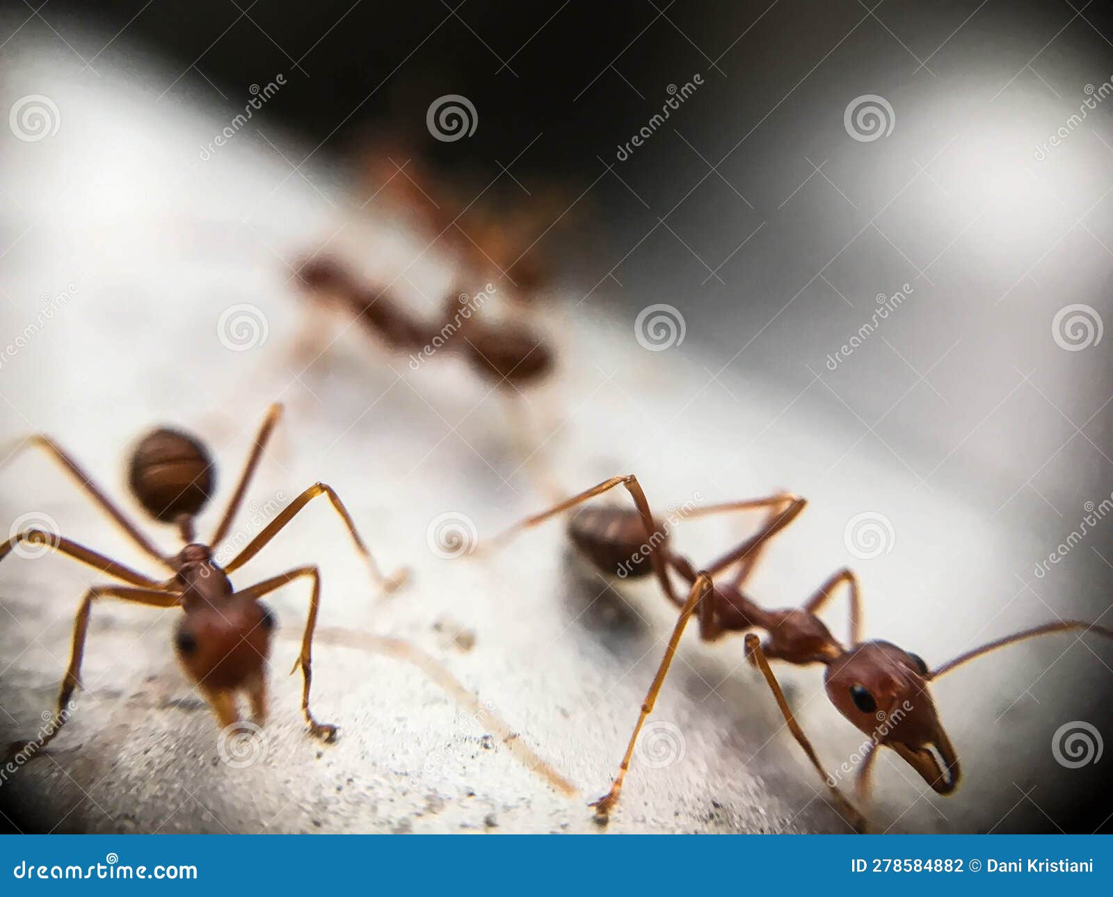 Group of Ants Walking on Ground Stock Photo - Image of ecology ...