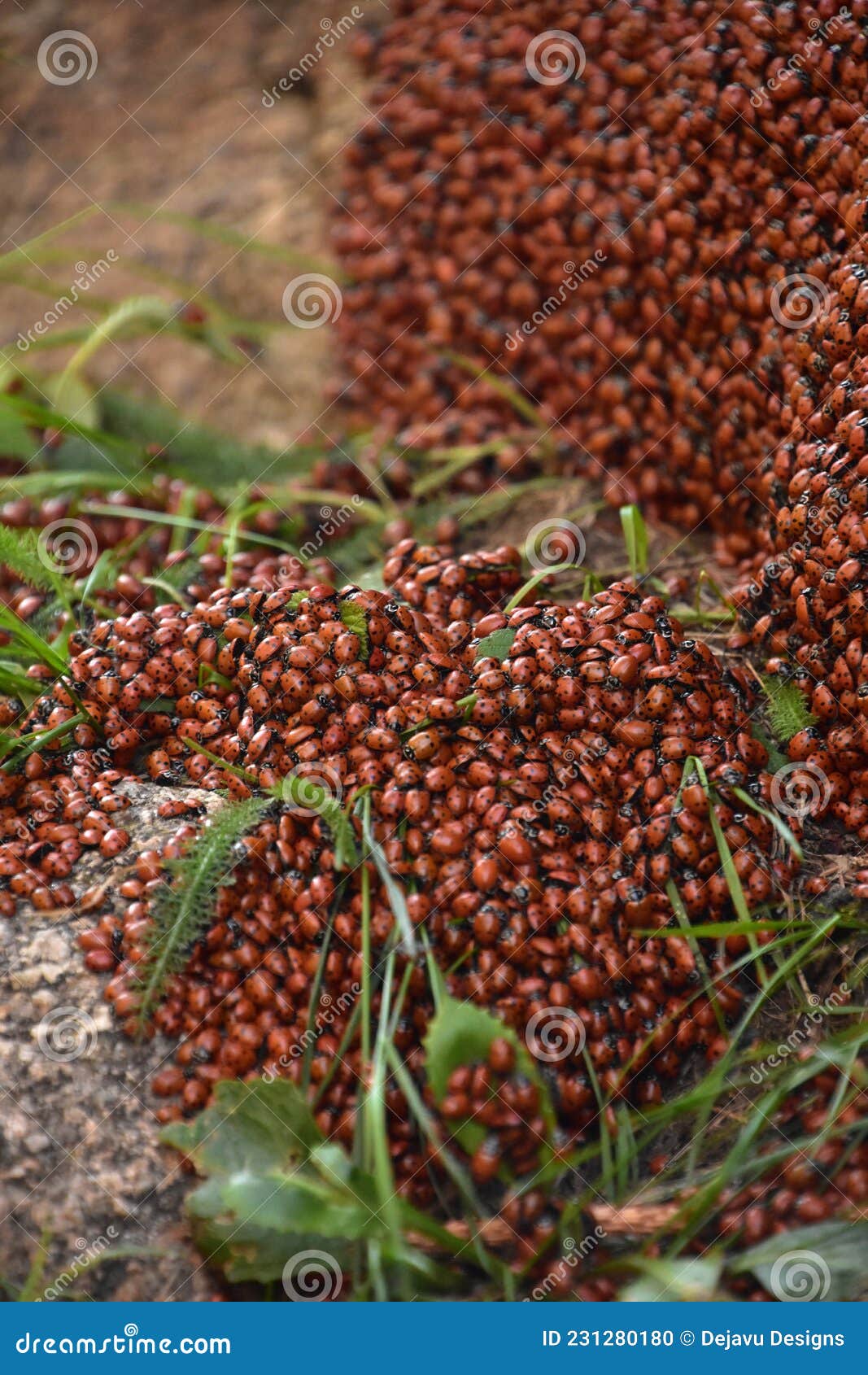 Group of Red Beetles Crawling on Rocks Stock Photo - Image of bugs ...