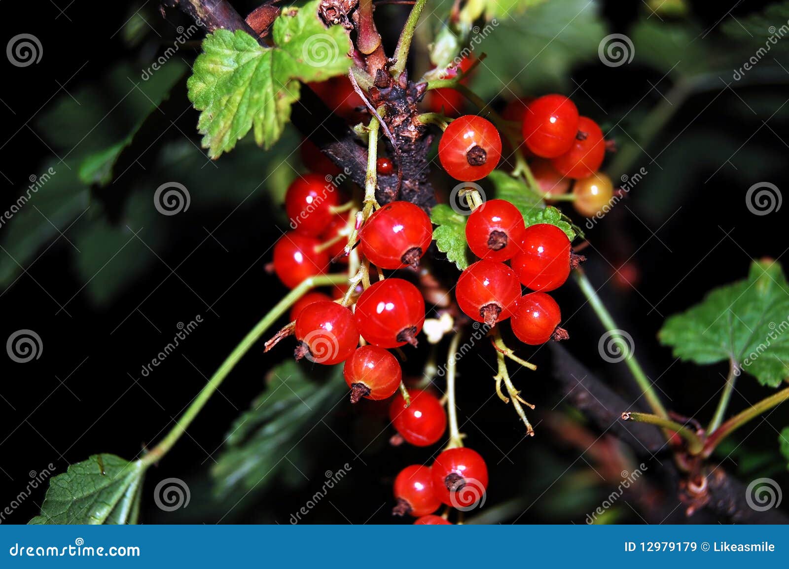 A Group of Red Berry Fruits Stock Image - Image of plant, sour: 12979179