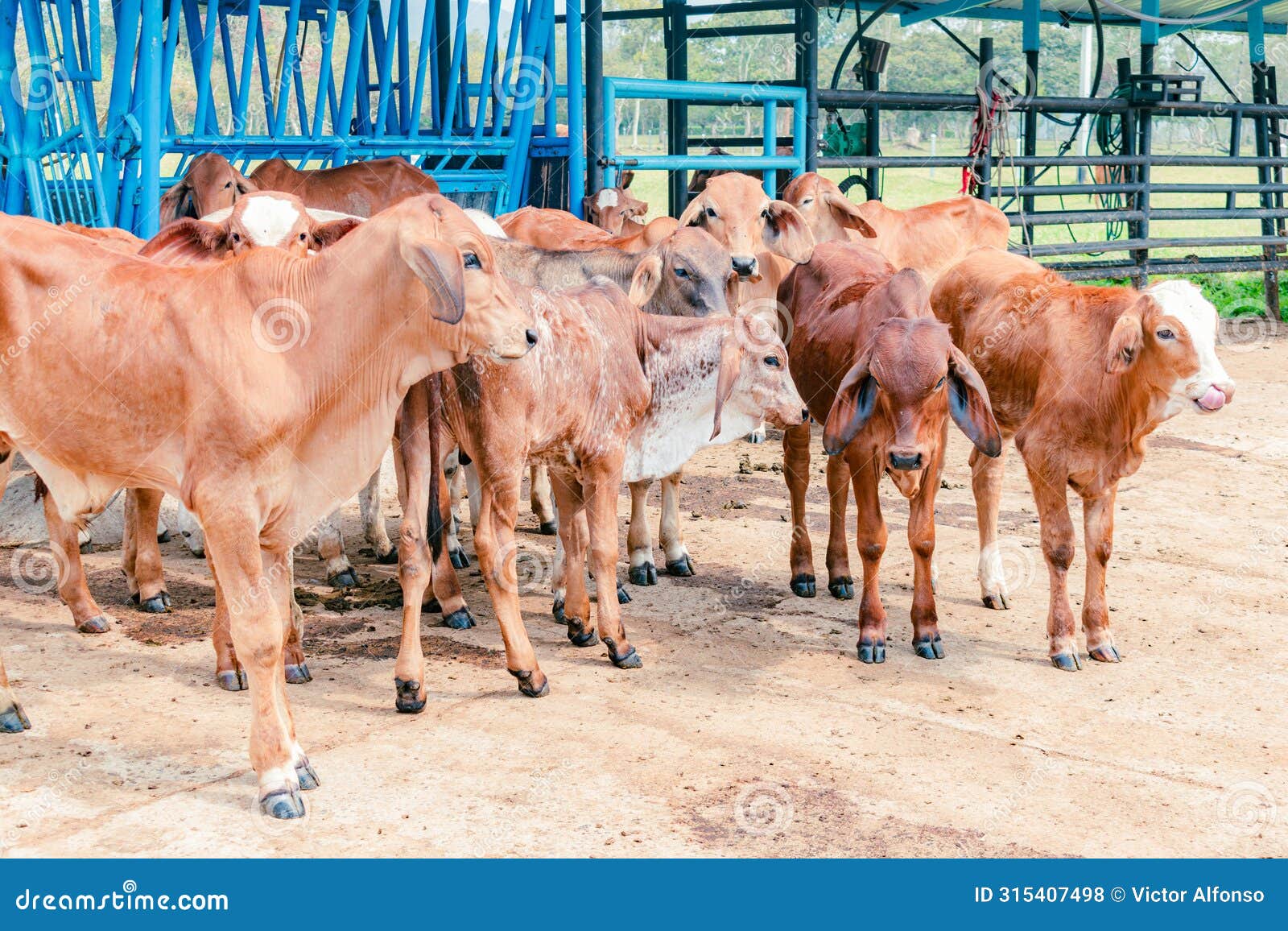Group of Red Brahman Calves Stock Photo - Image of bull, brahman: 315407498