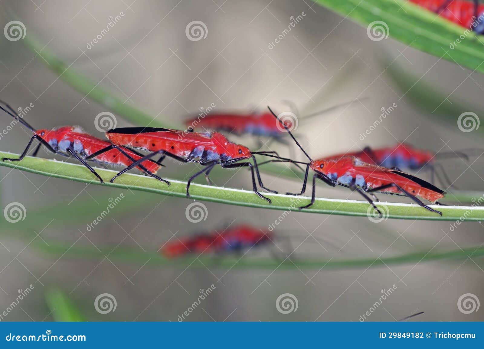 Group of red bug stock photo. Image of forest, arthropod - 29849182