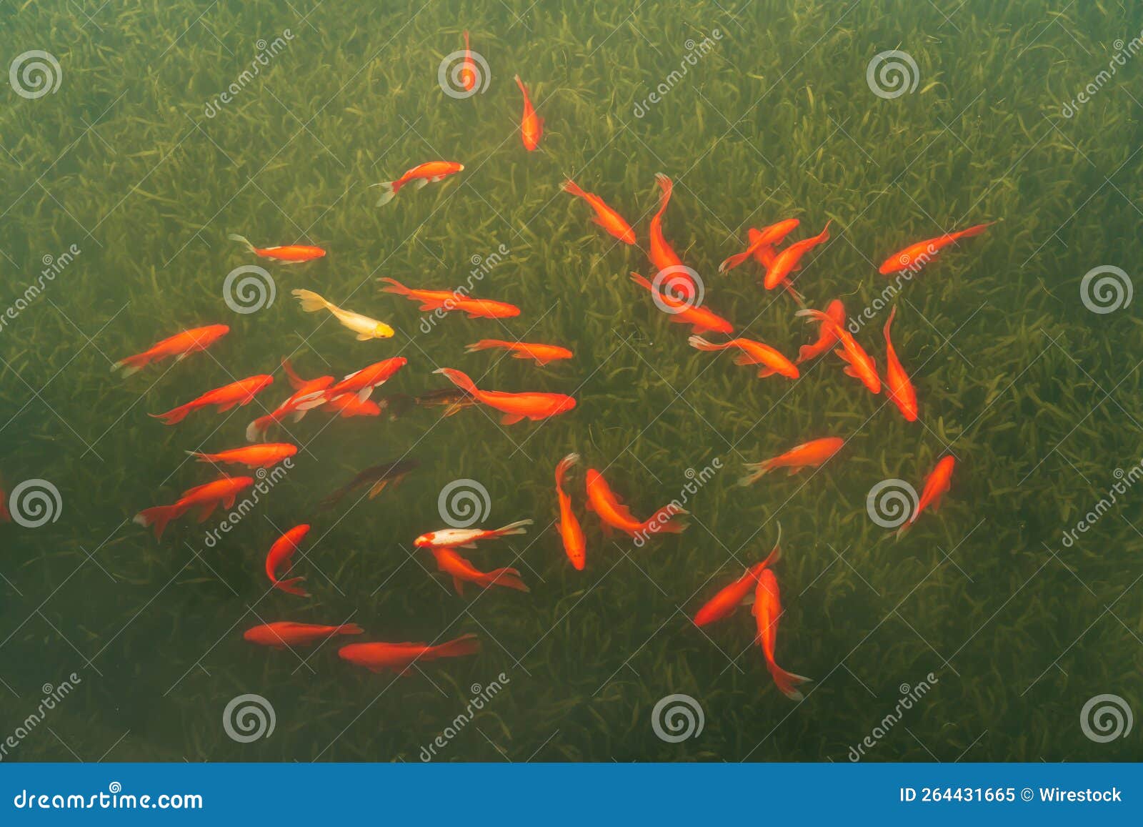 Group of Red Carp Fish Swimming in the Shallow Water Stock Image ...