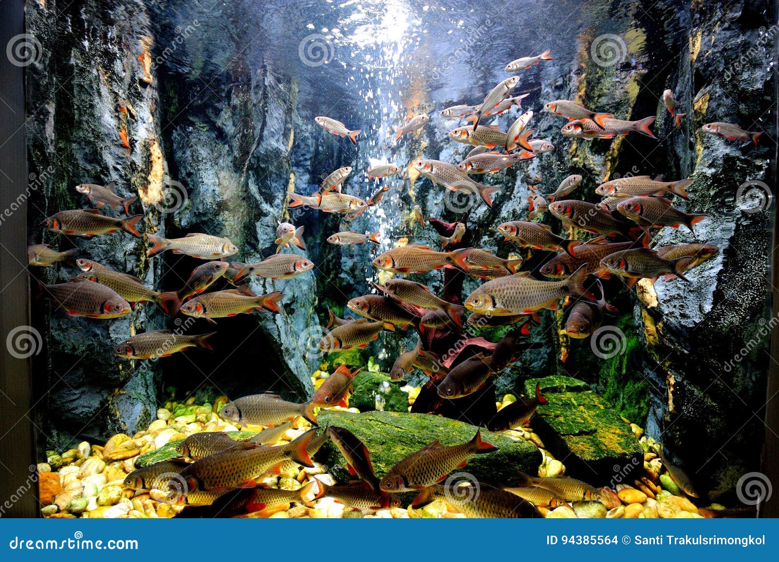 Group of Red Cheek Barb in Tropical Tank Stock Photo - Image of barb ...
