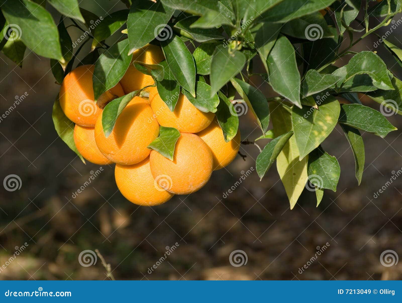 Group red citrus of Sicily stock image. Image of italian - 7213049