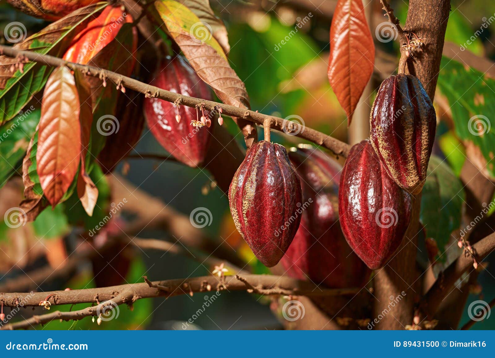 Group of red cocoa pods stock photo. Image of climate - 89431500