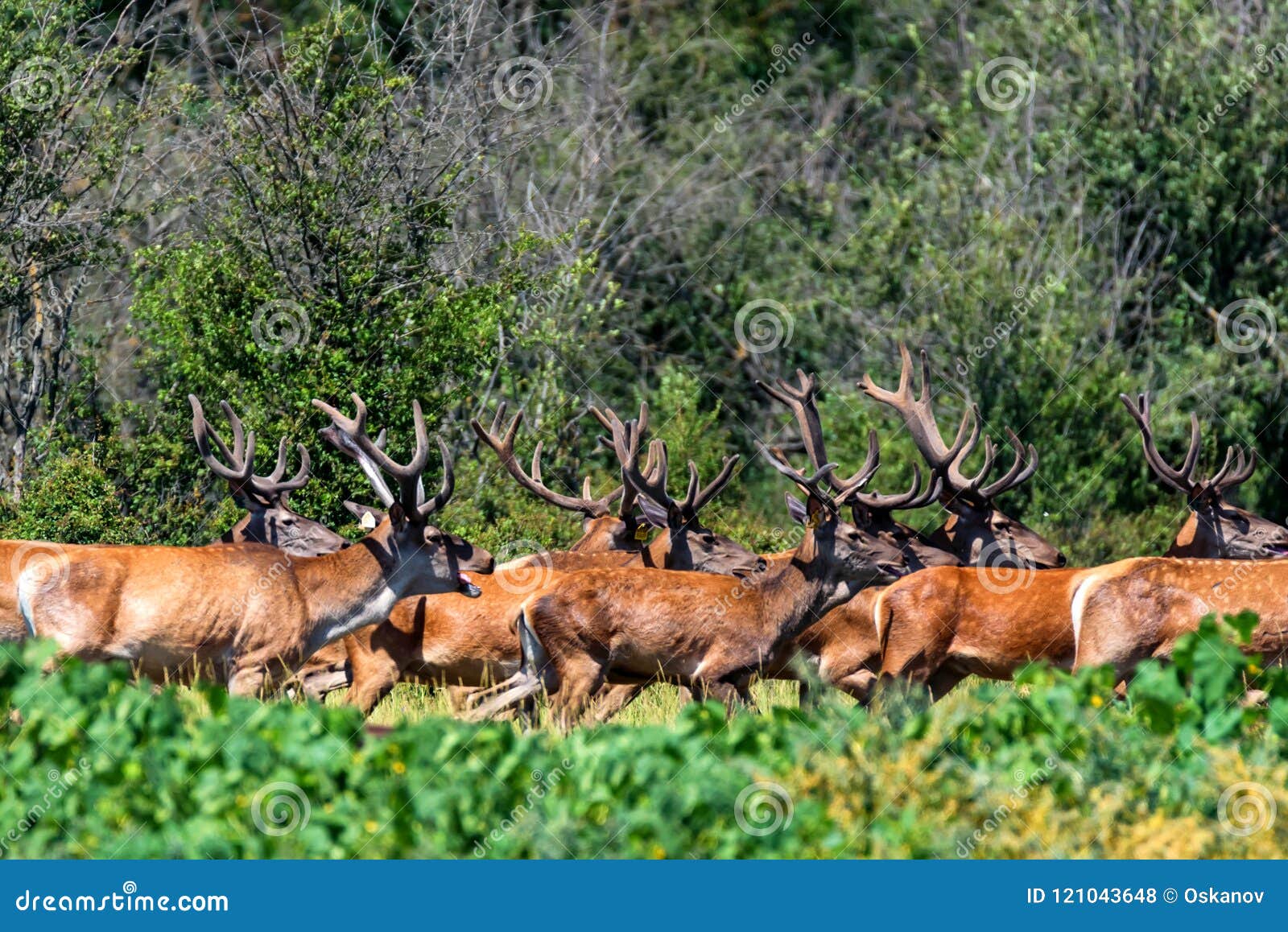 Group of Red Deer or Cervus Elaphus Stock Photo - Image of outdoors ...
