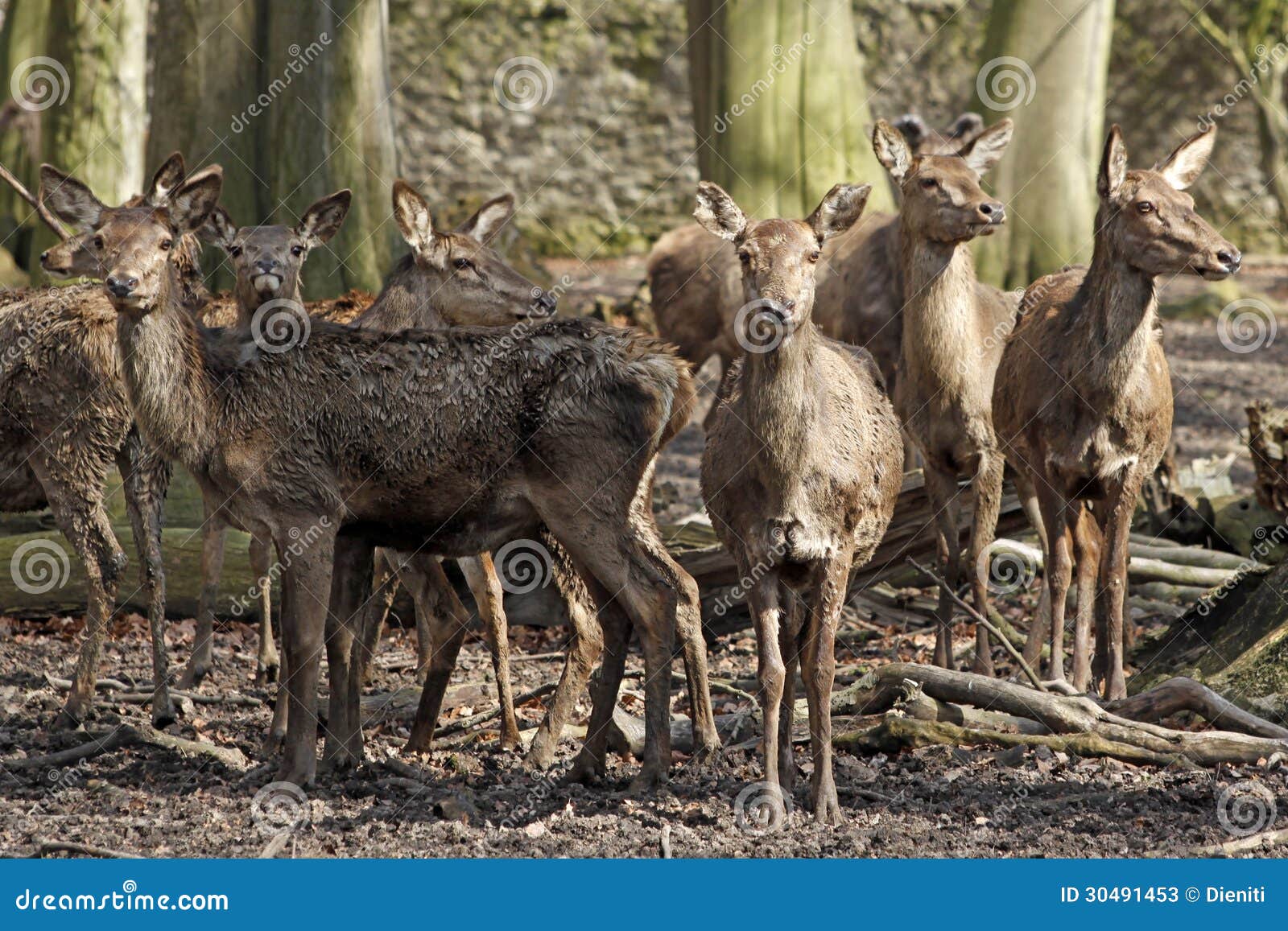Group of Red Deer Hinds in Winter Coat Stock Image - Image of rechew ...