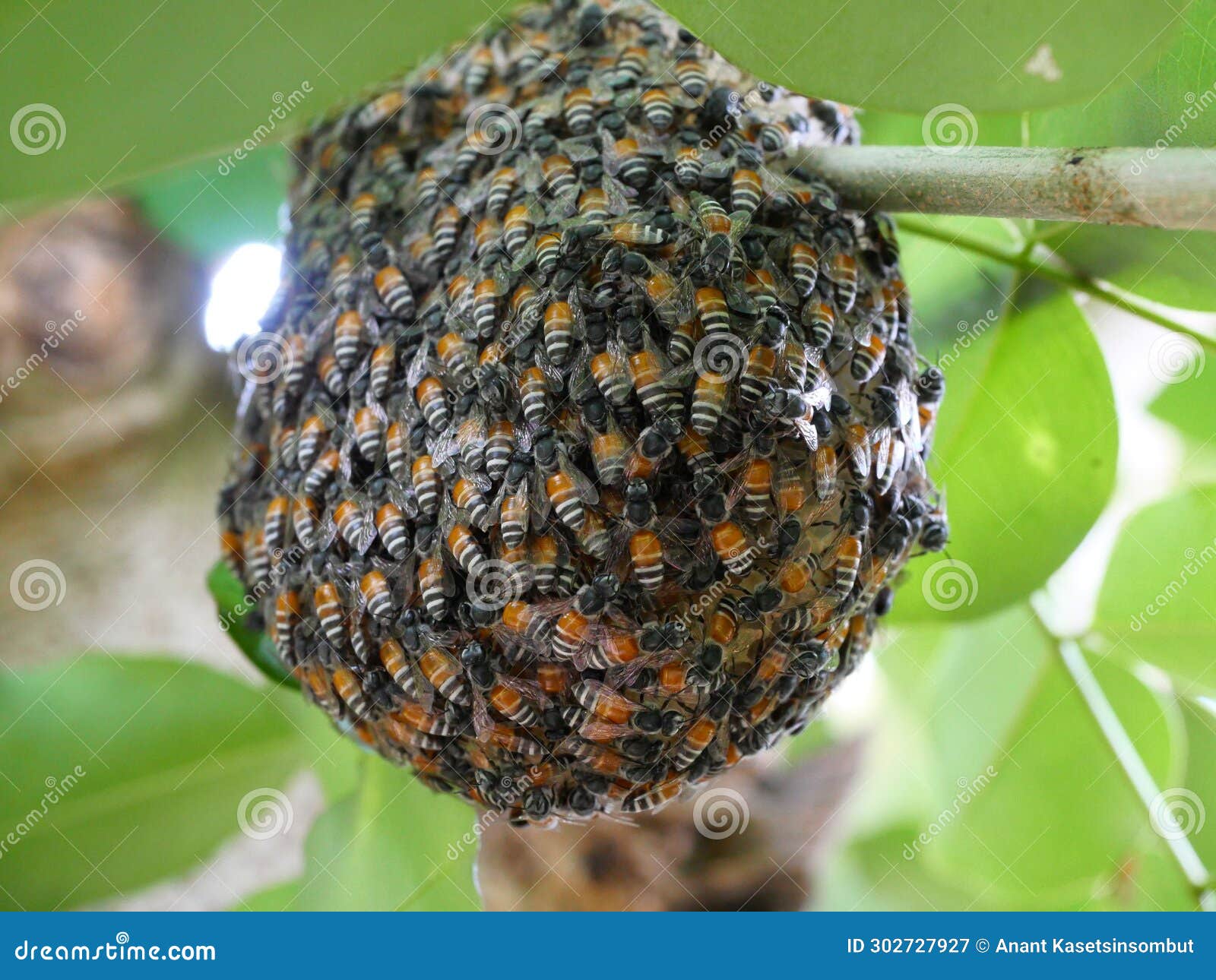 A Beehive On A Tree Stock Photo | CartoonDealer.com #175369440 A Beehive On A Tree Stock Photo | CartoonDealer.com #175369440