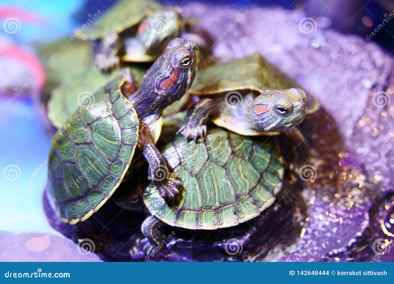 Group of Red Eared Slider Turtle Close Up Stock Photo - Image of ...