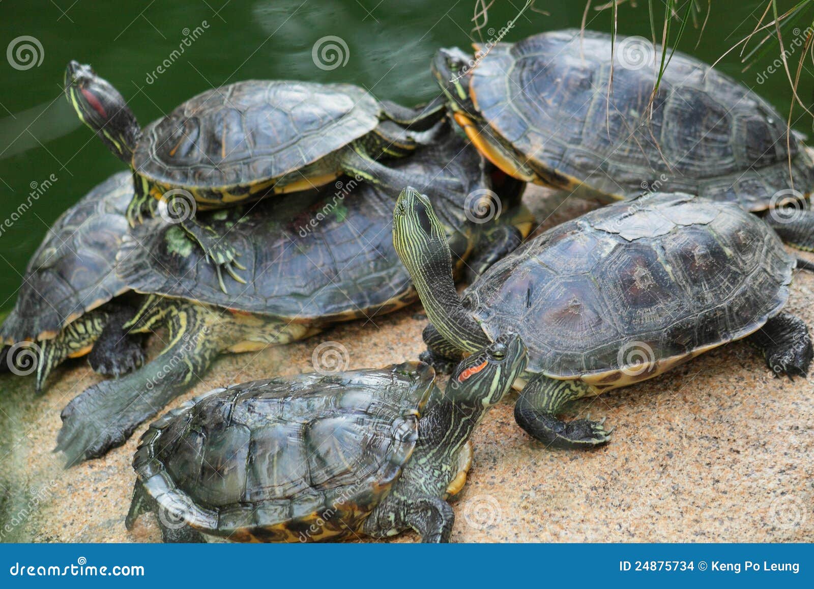 Group of Red-eared Slider Turtles Stock Photo - Image of lake, eared ...