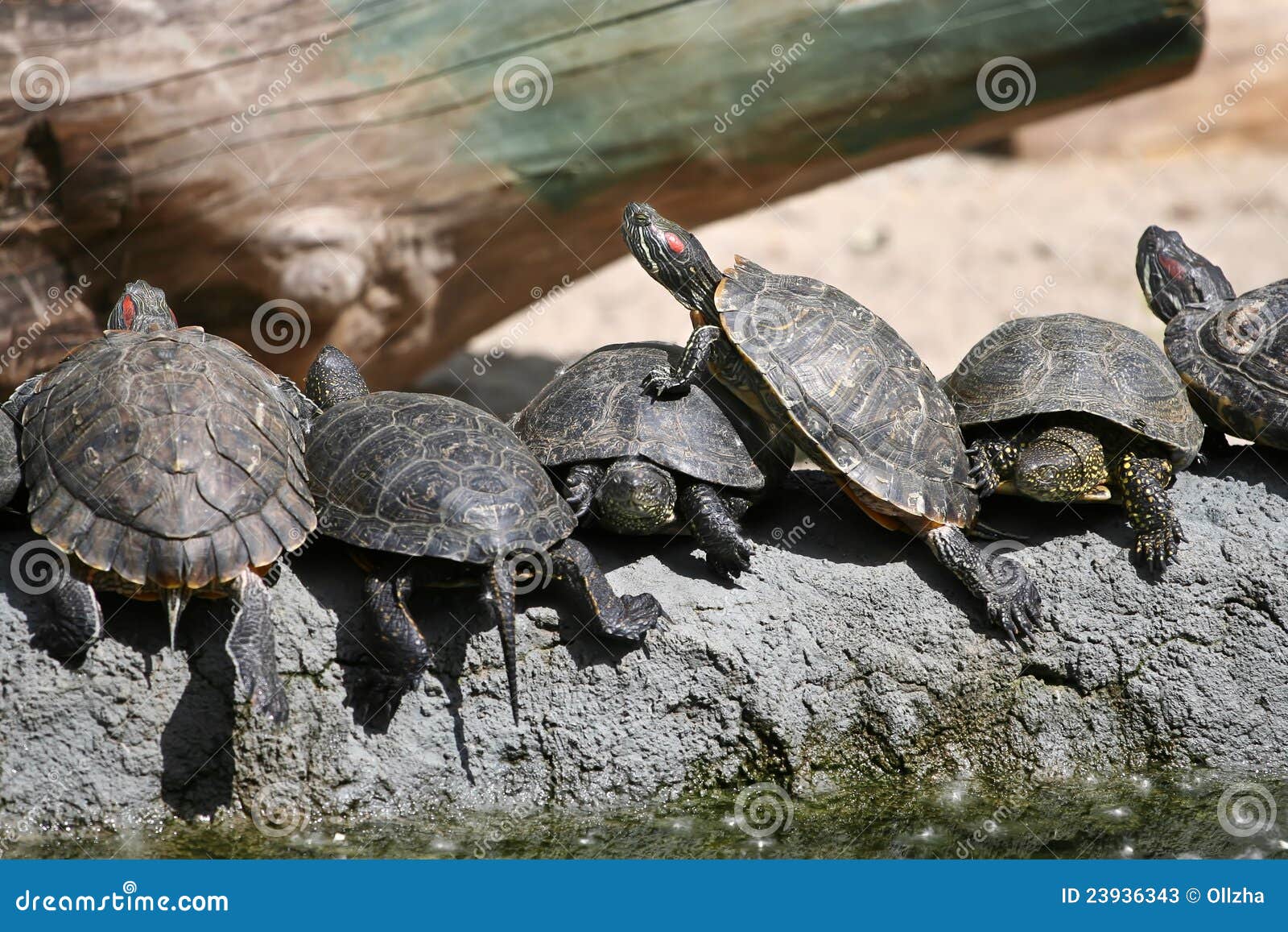 Group of Red-eared Slider Turtles in the Zoo Stock Image - Image of ...