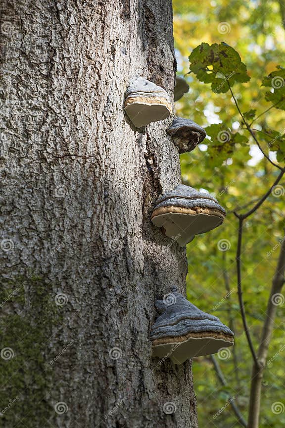 A Group of Red-edged Tree Sponge on the Tree Trunk in the Forest Stock ...