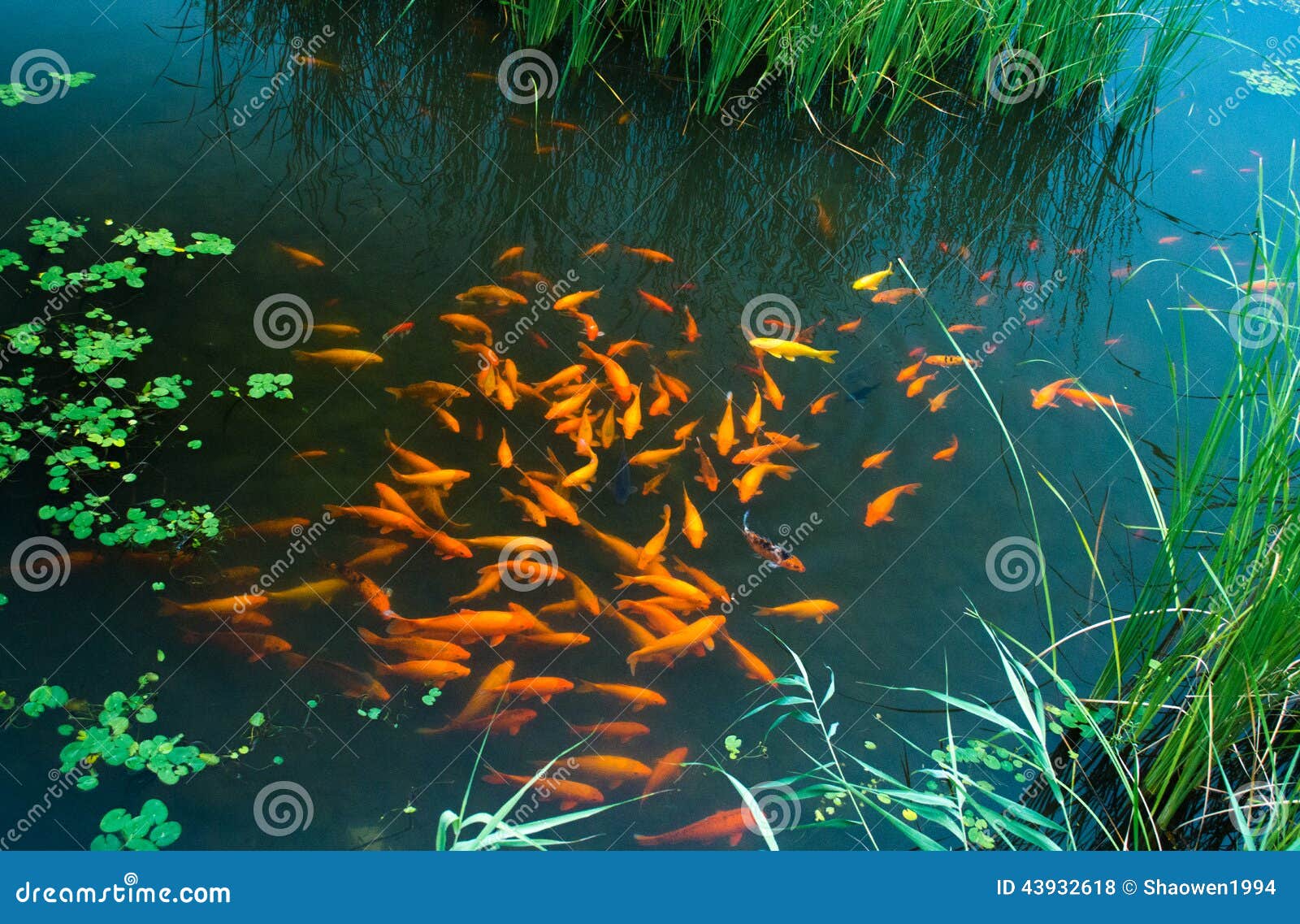 A group of red fish stock photo. Image of china, light - 43932618