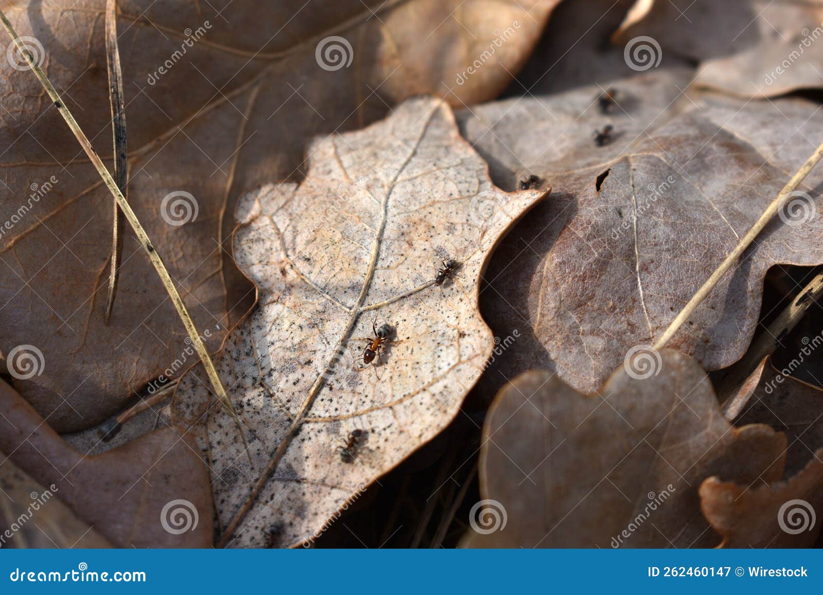 Group of Red Forest Ants on Dry Autumn Leaves Fallen on the Ground ...
