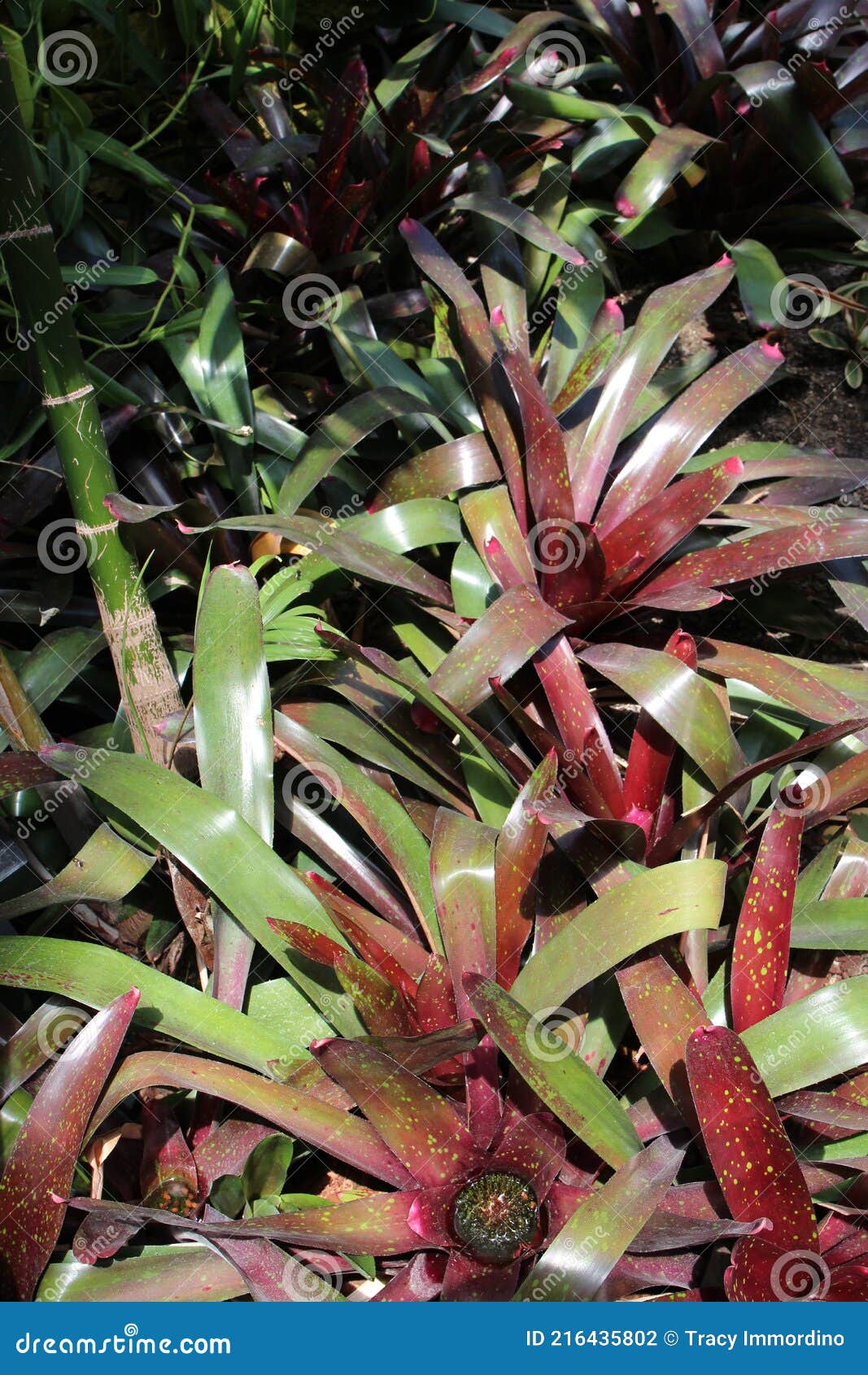 Green Bromeliads Plant With Pink Tips And Pink Spotted Isolated On ...