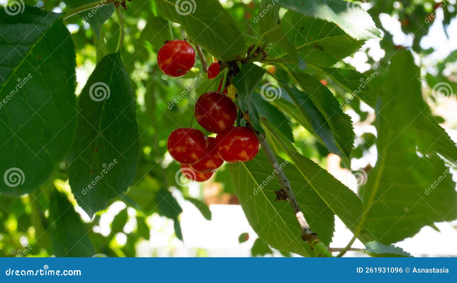 A Group of Red and Green Cherries and Sweet Cherries on a Tree among ...