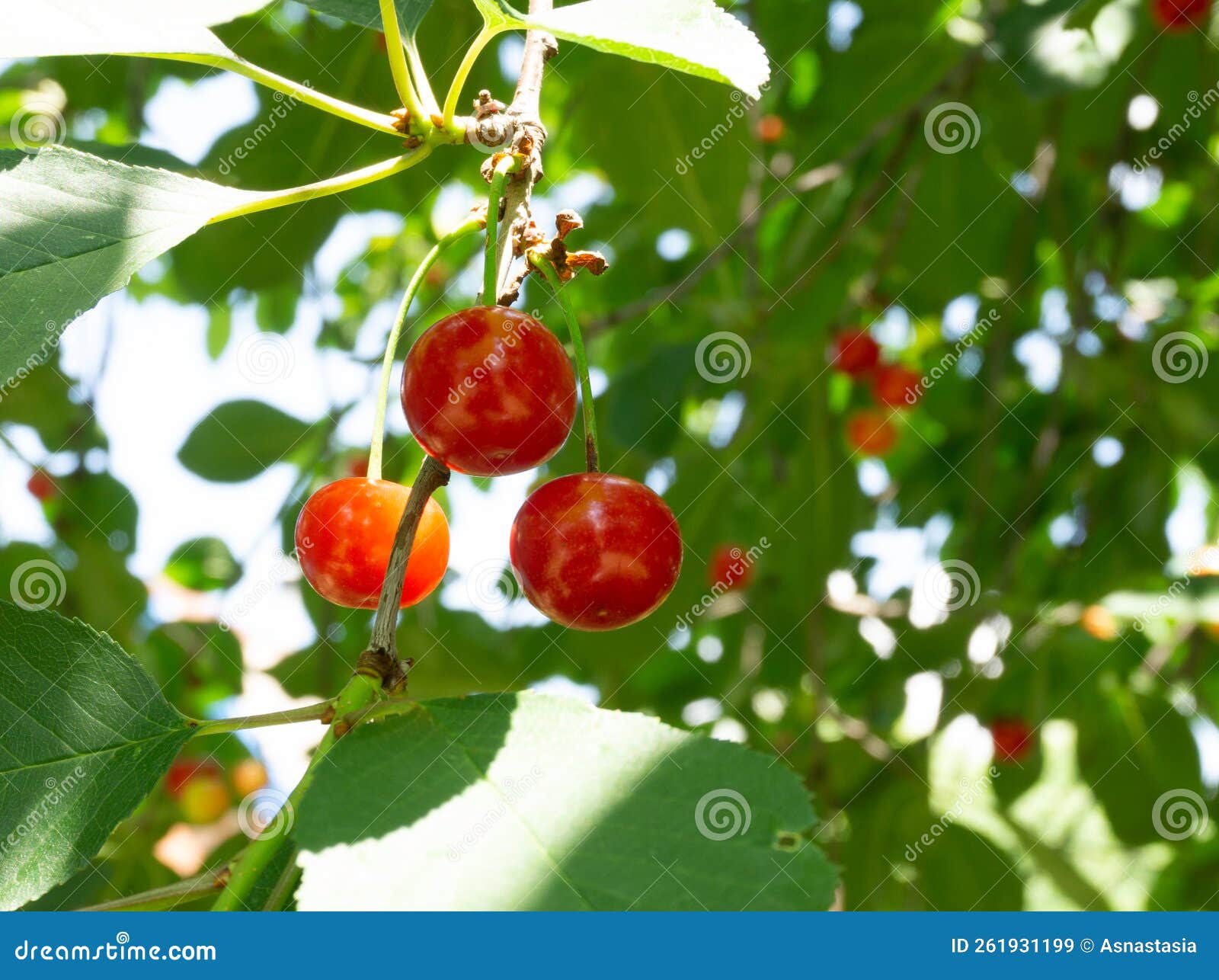 A Group of Red and Green Cherries and Sweet Cherries on a Tree among ...