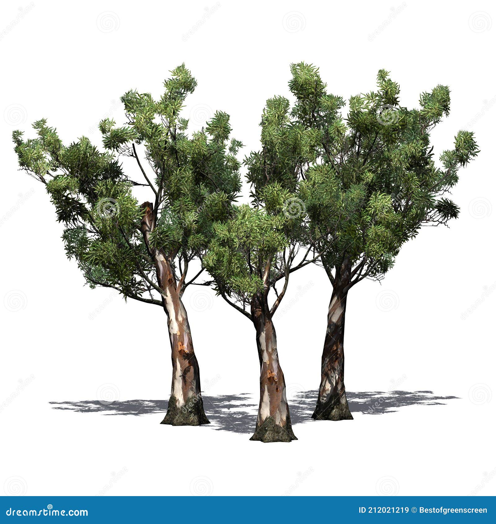 A Group of Red Gum Trees with Shadow on the Floor - Isolated on White ...