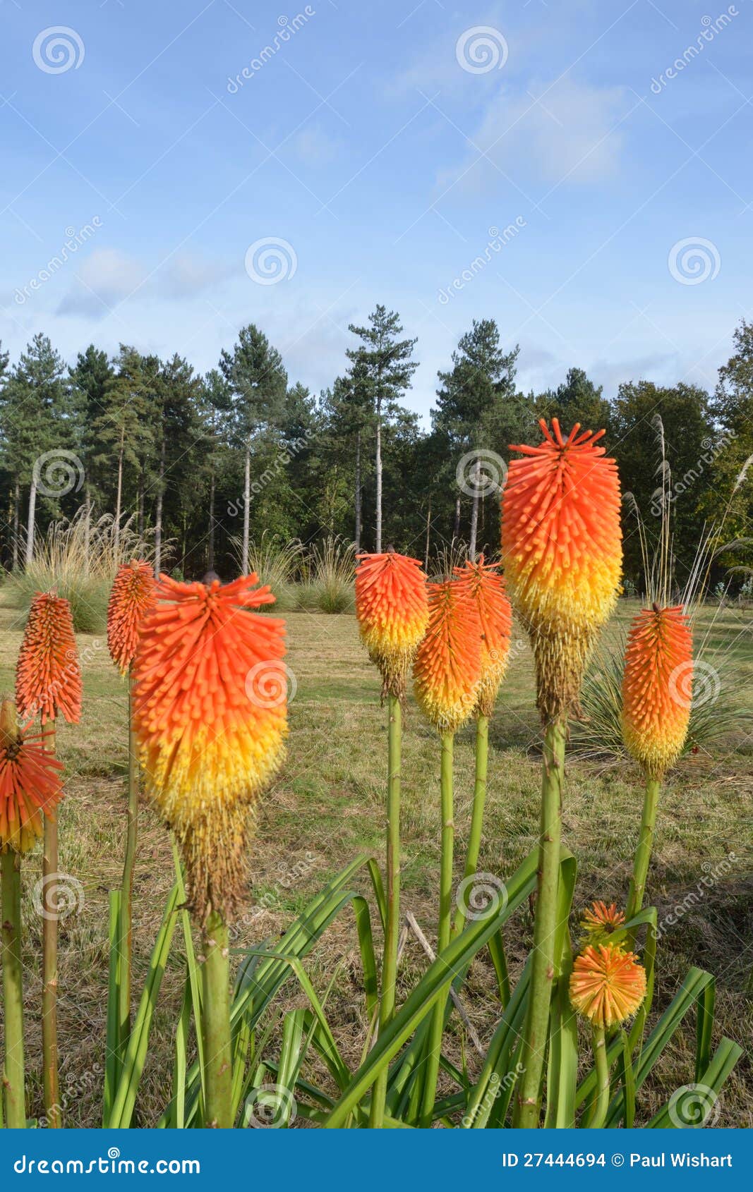 Group of red hot pokers stock photo. Image of colourful - 27444694