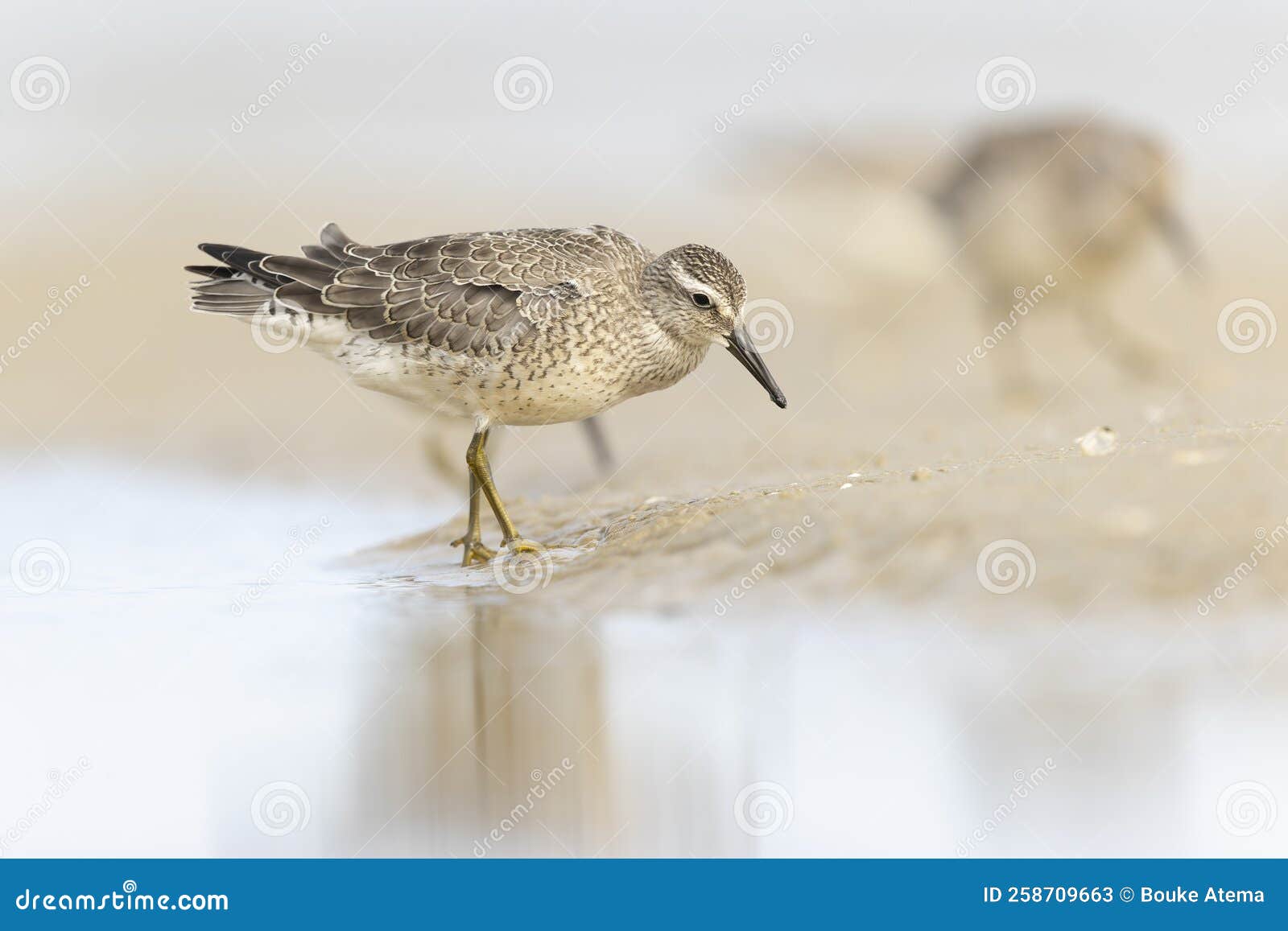 A Group of Red Knot Foraging during Fall Migration on the Beach. Stock ...