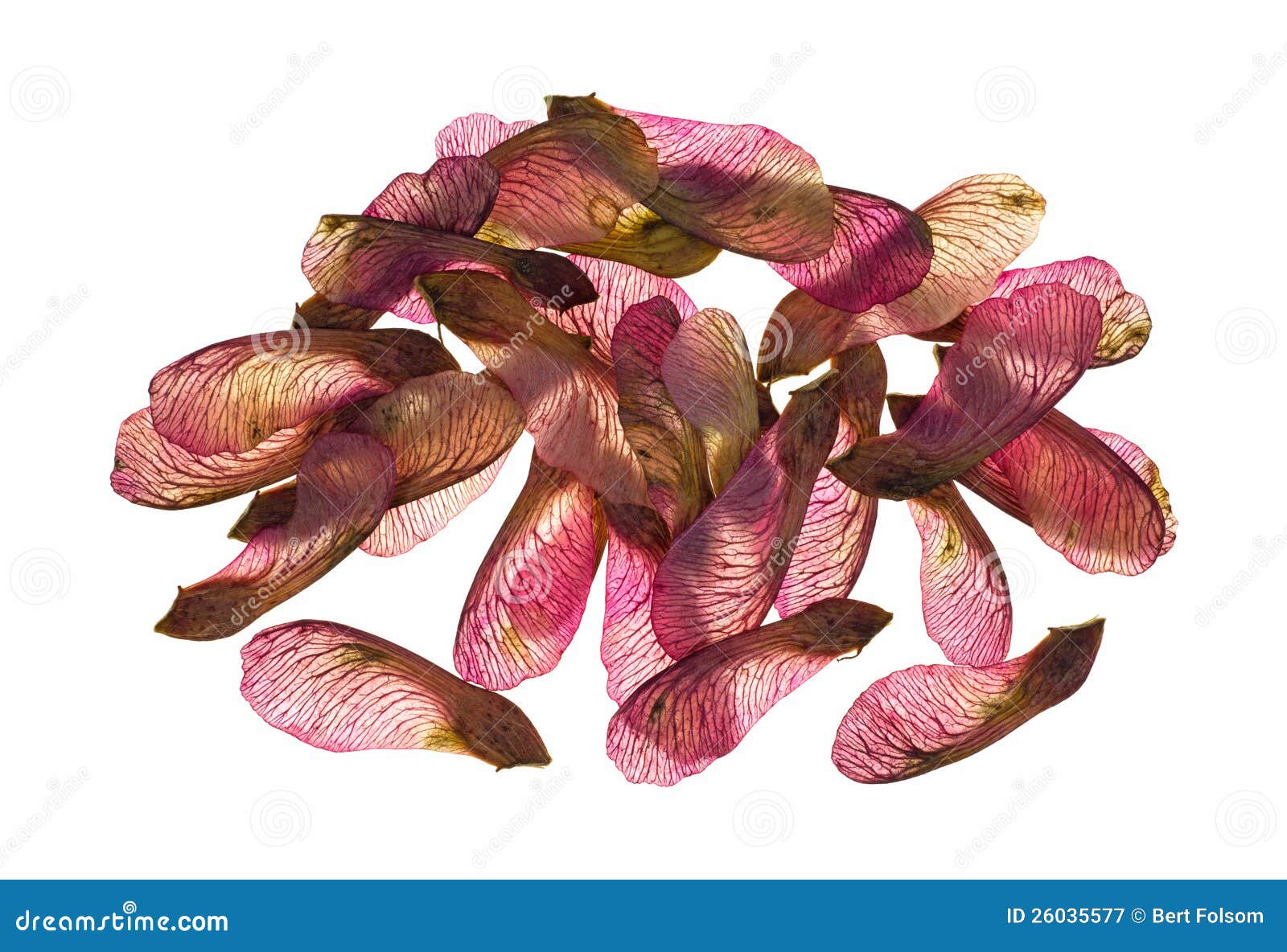 Group of Red Maple Tree Seeds Stock Image - Image of nature, group ...