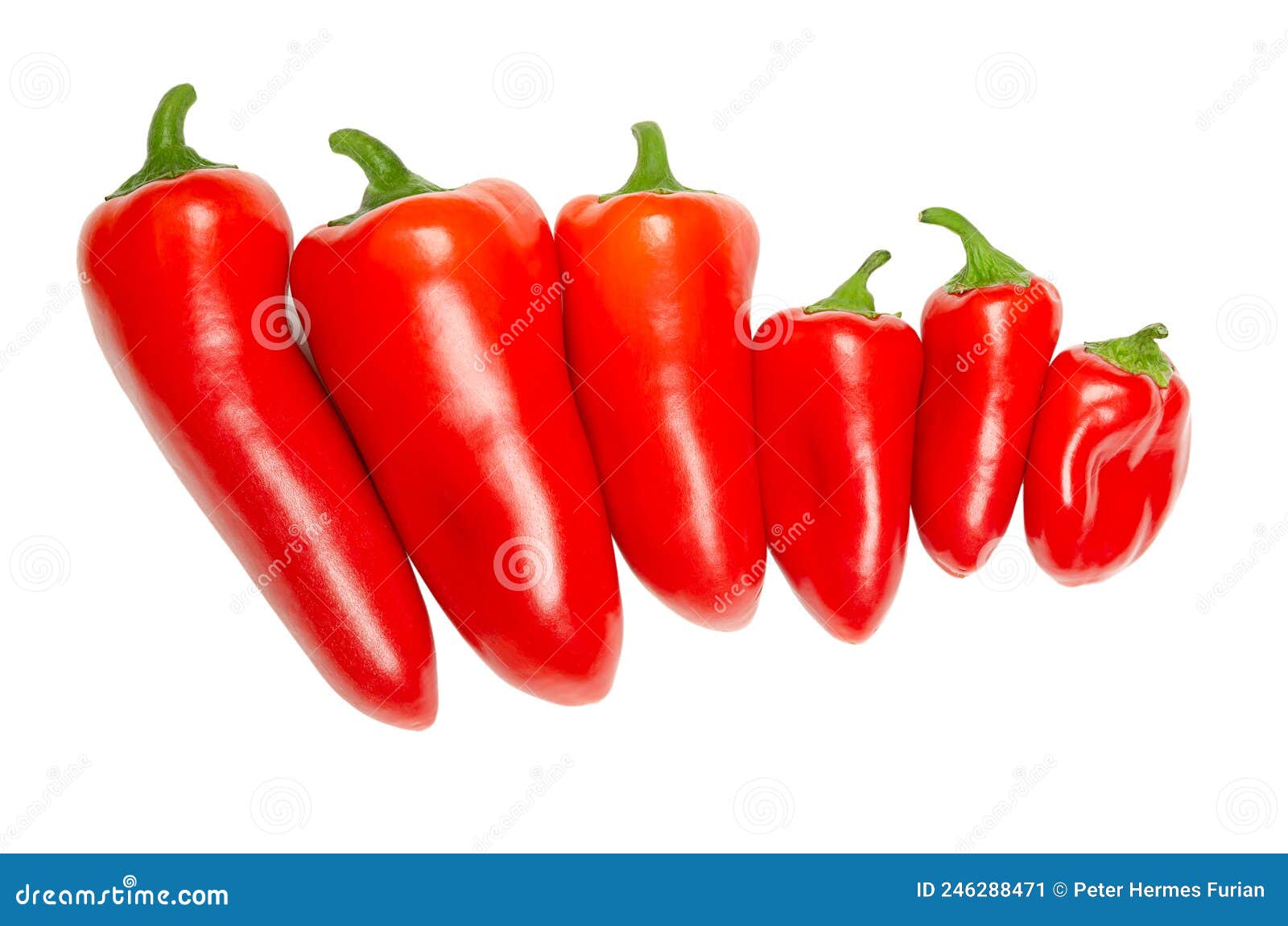 Snacking Red Mini Sweet Peppers, Ripe and Fresh Capsicums, in a Row ...