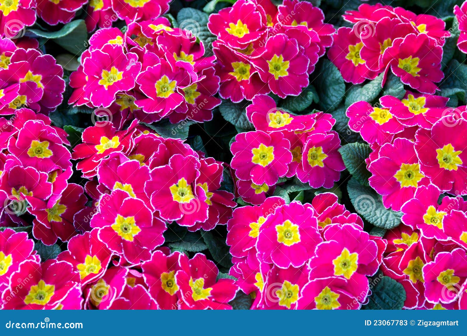 Group of Red Primroses in Bloom Stock Image - Image of blooming ...