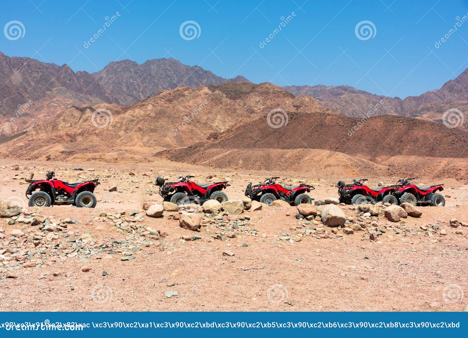 Group of Red Quads on the Background of Stones in the Desert in Egypt ...