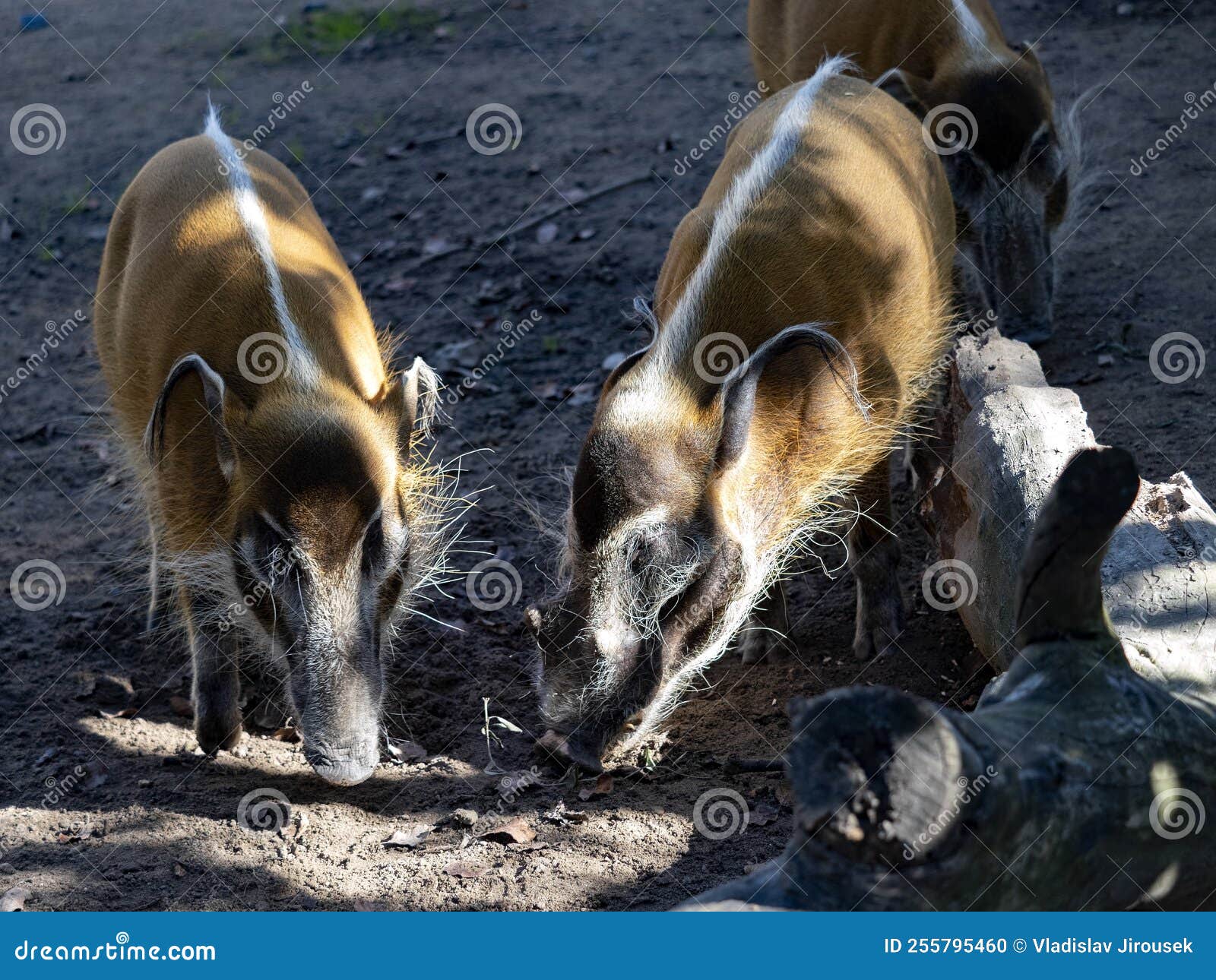 Group of Red River Hog, Potamochoerus Porcus, Foraging in a Fallen Log ...