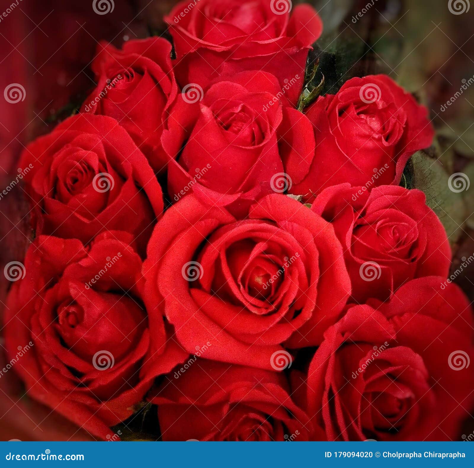 Group of Red Rose Blossom so Beautiful. Stock Photo - Image of plant ...
