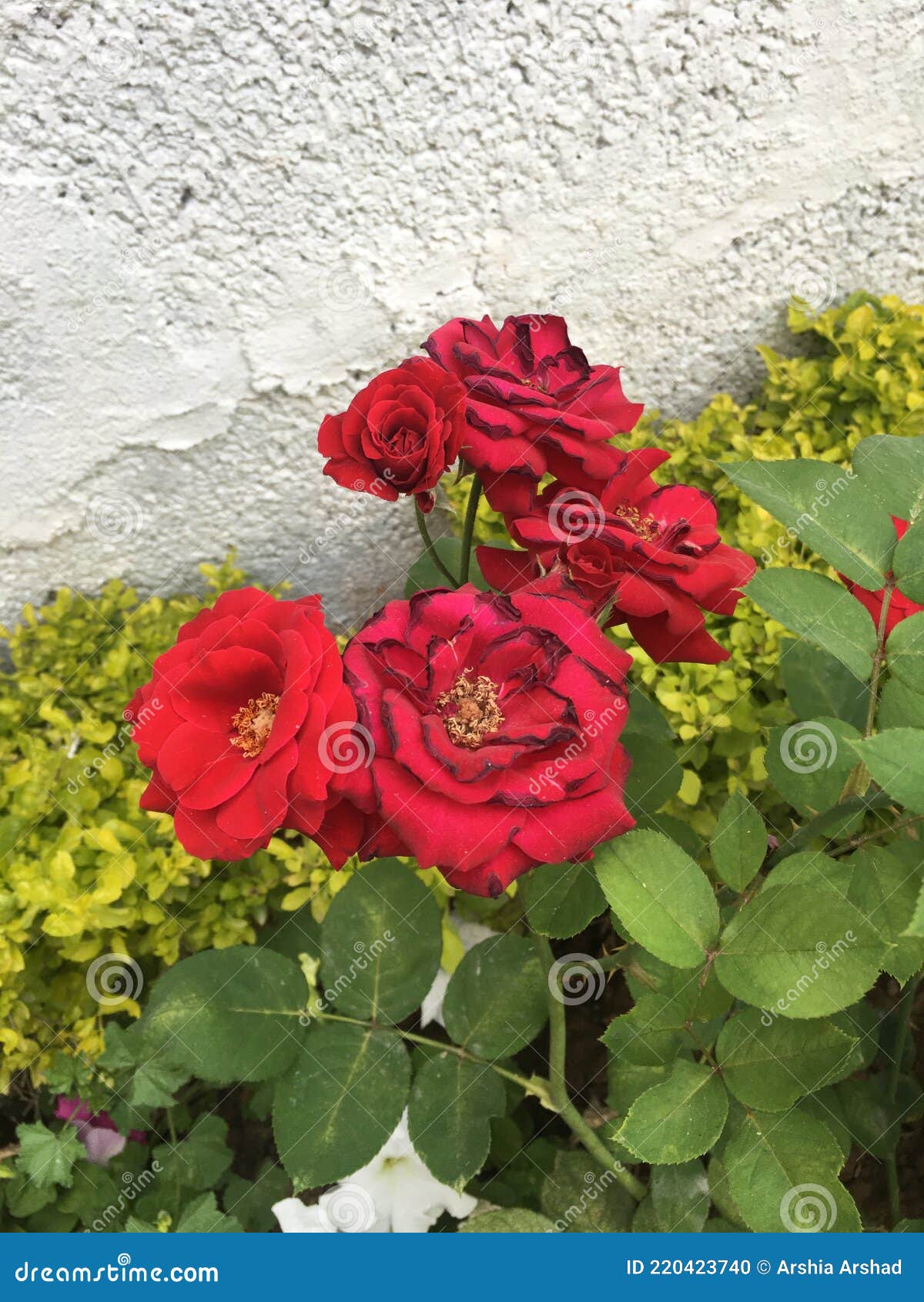 Red Rose flower stock photo. Image of group, flower - 220423740
