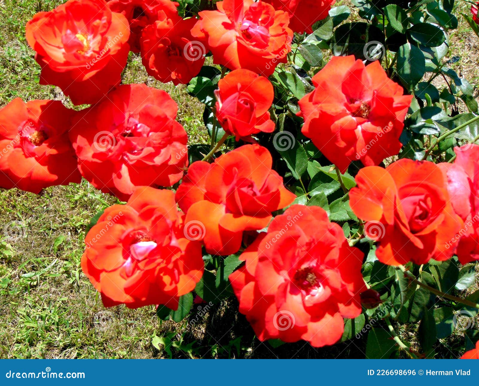 Group of Red Roses in the Garden Stock Photo - Image of nature, summer ...