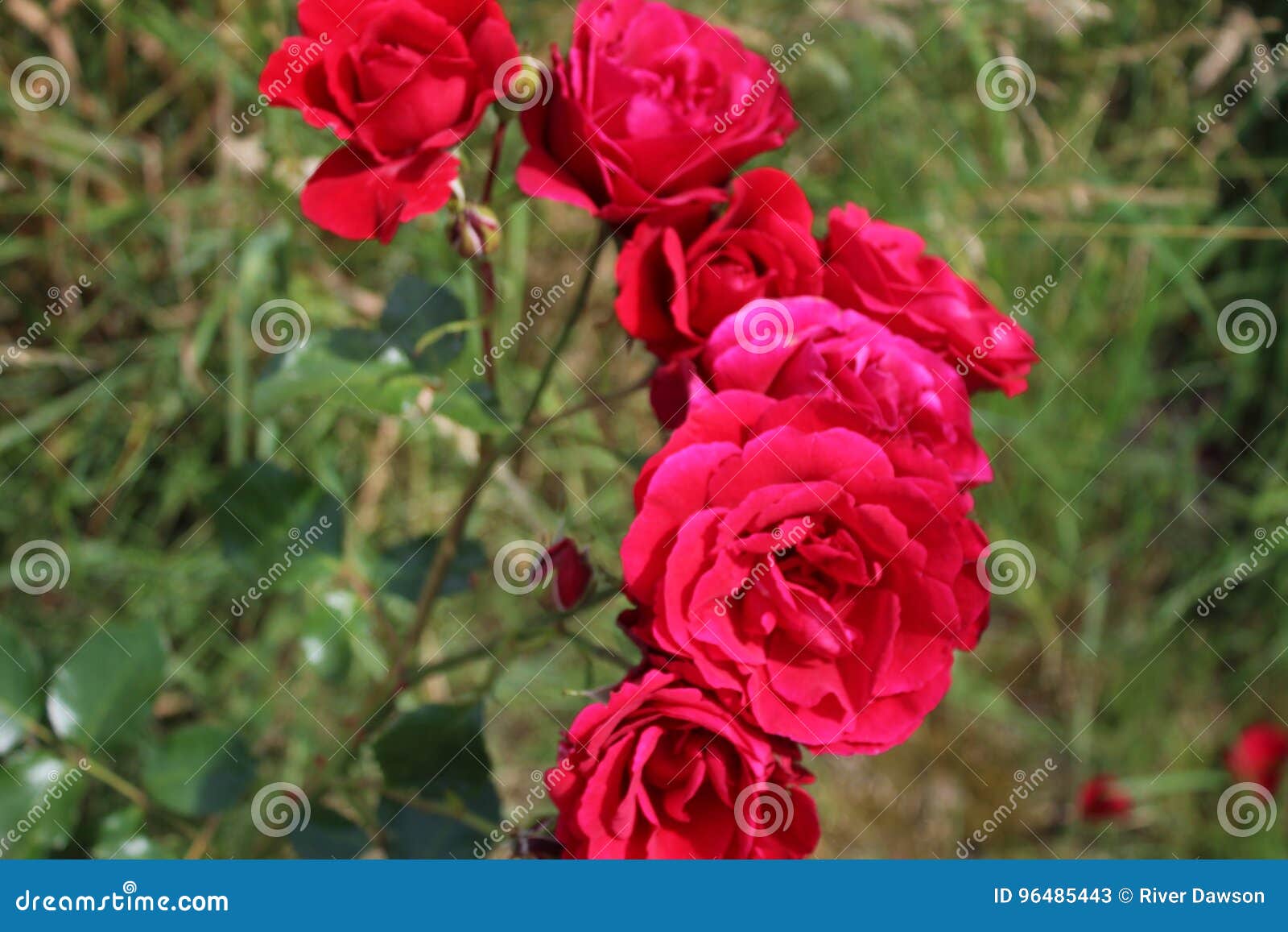 Group of Red Roses stock image. Image of group, roses - 96485443