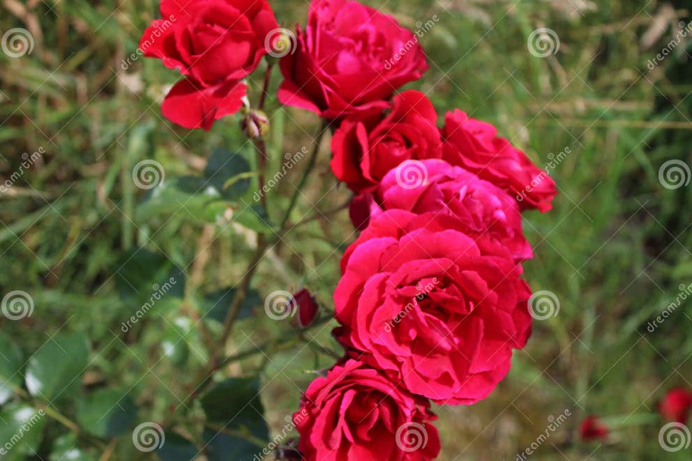 Group of Red Roses stock image. Image of group, roses - 96485443