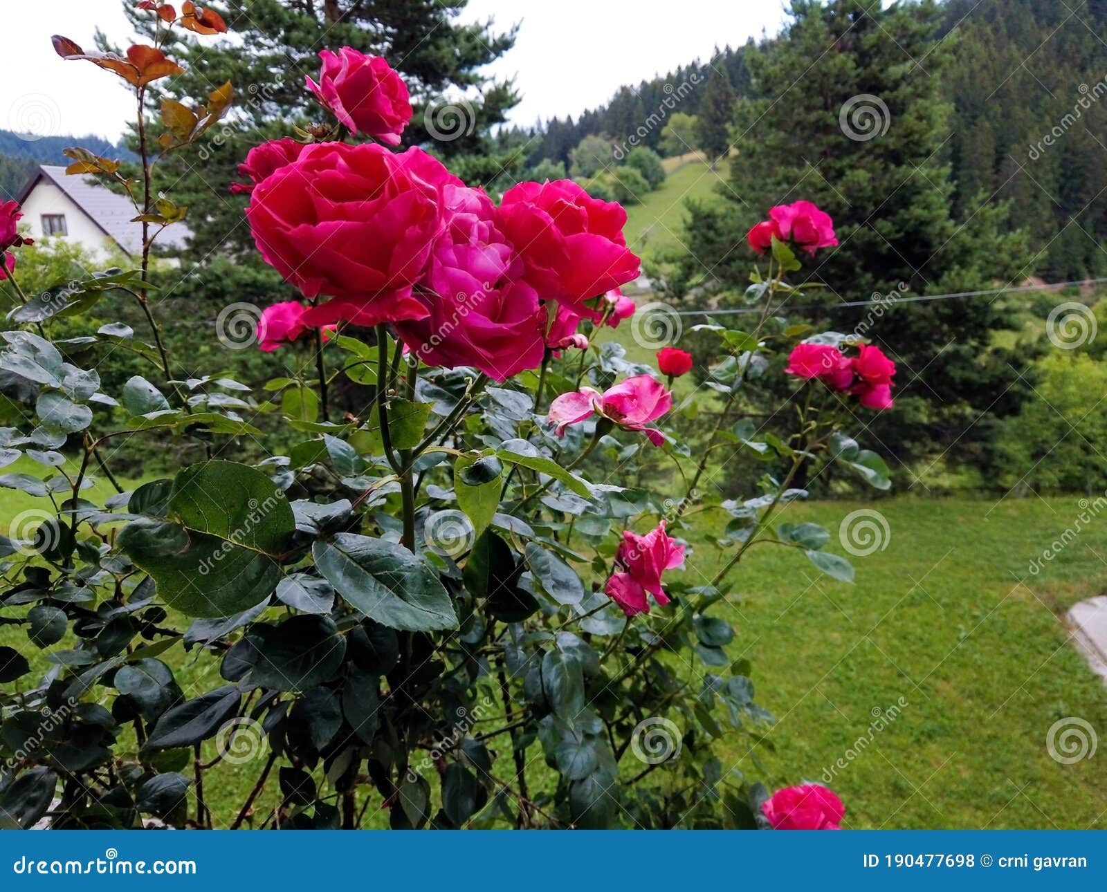 A Group of Red Roses in the Yard Outside Stock Photo - Image of ...