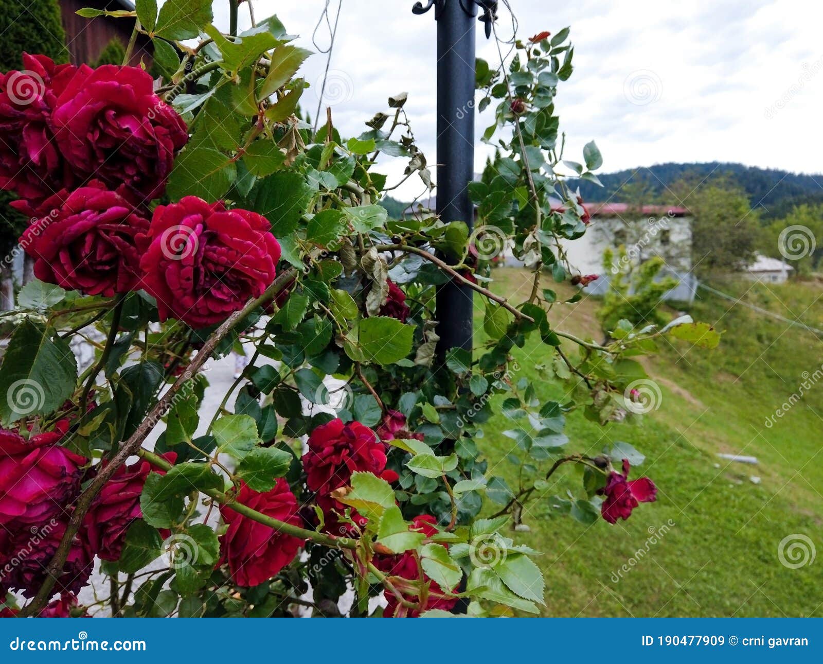 A Group of Red Roses in the Yard Outside Stock Image - Image of bush ...