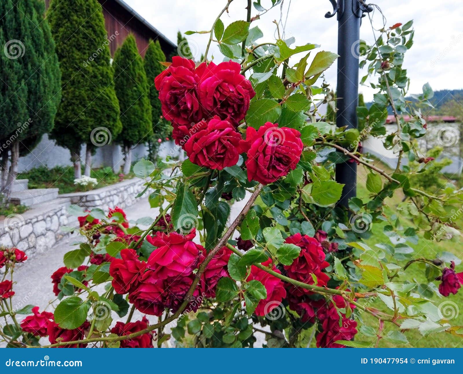 A Group of Red Roses in the Yard Outside Stock Photo - Image of closeup ...
