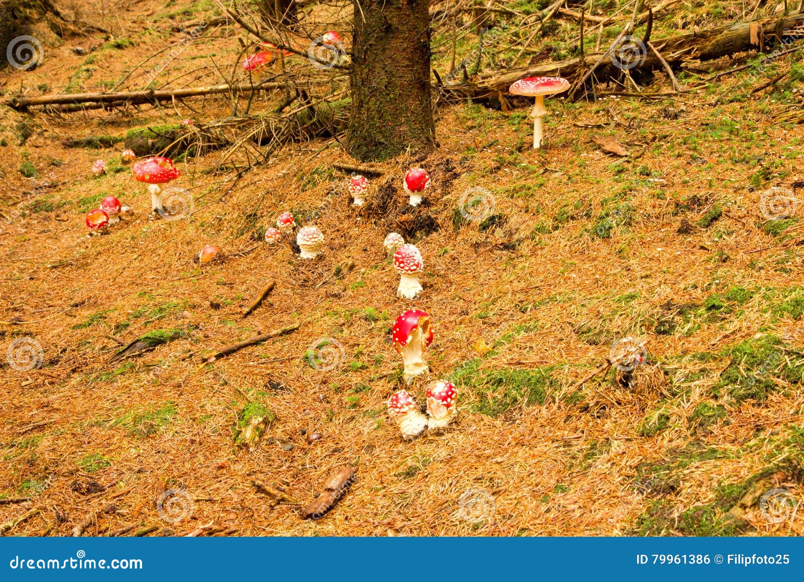 A group of red toadstools stock photo. Image of ground - 79961386