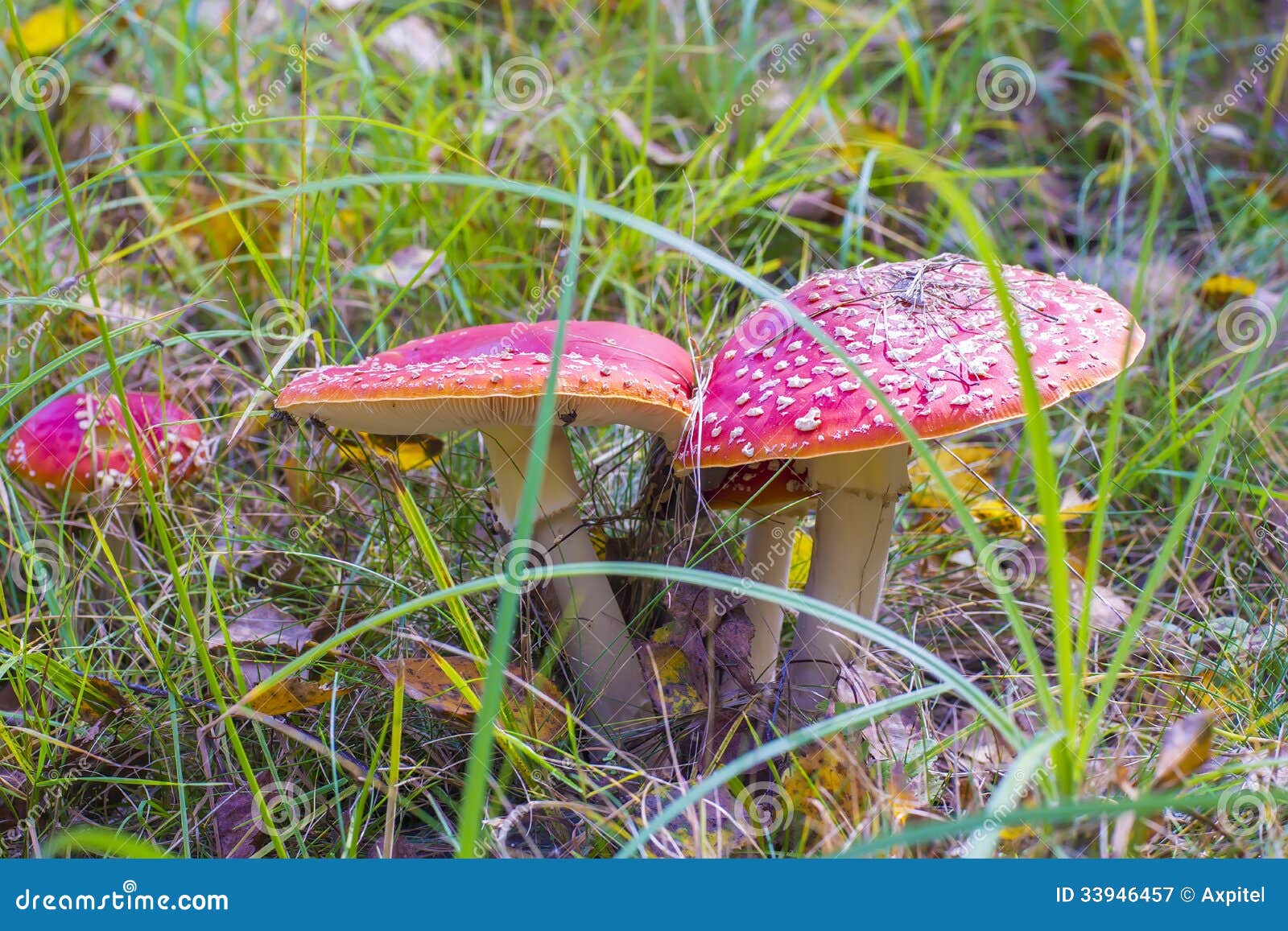 Group of red toadstools. stock image. Image of fungal - 33946457