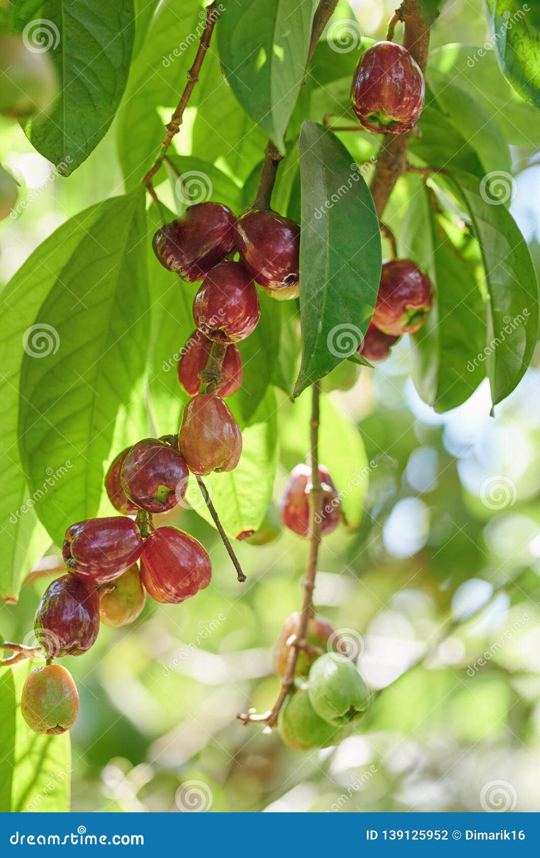 Group of Red Wax Apple Fruit Stock Photo - Image of healthy, juicy ...