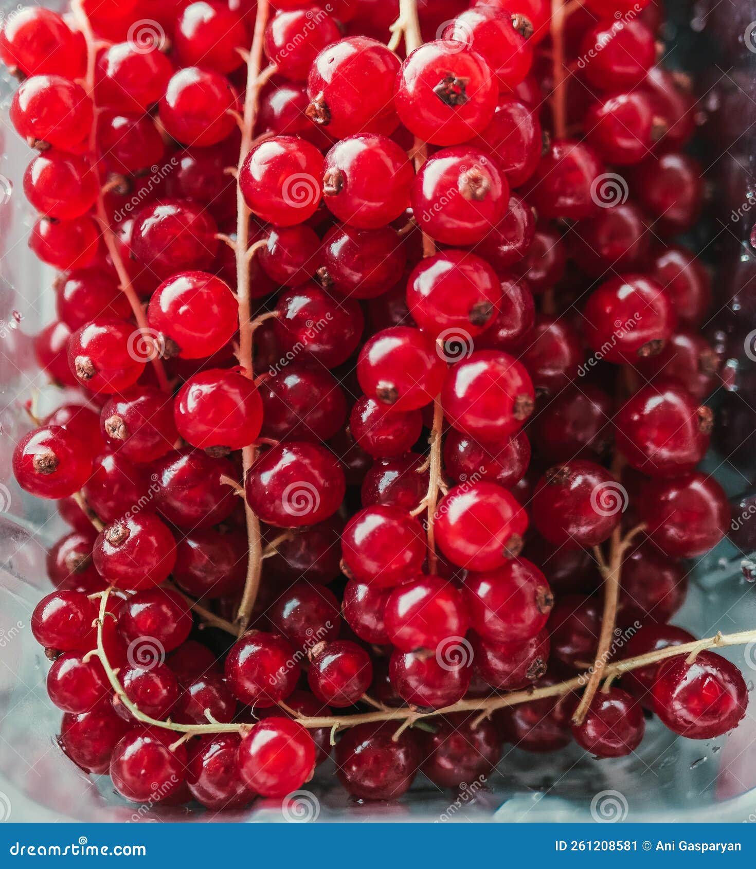 Group of Red and Wet Currants in Plastic Container Stock Image - Image ...