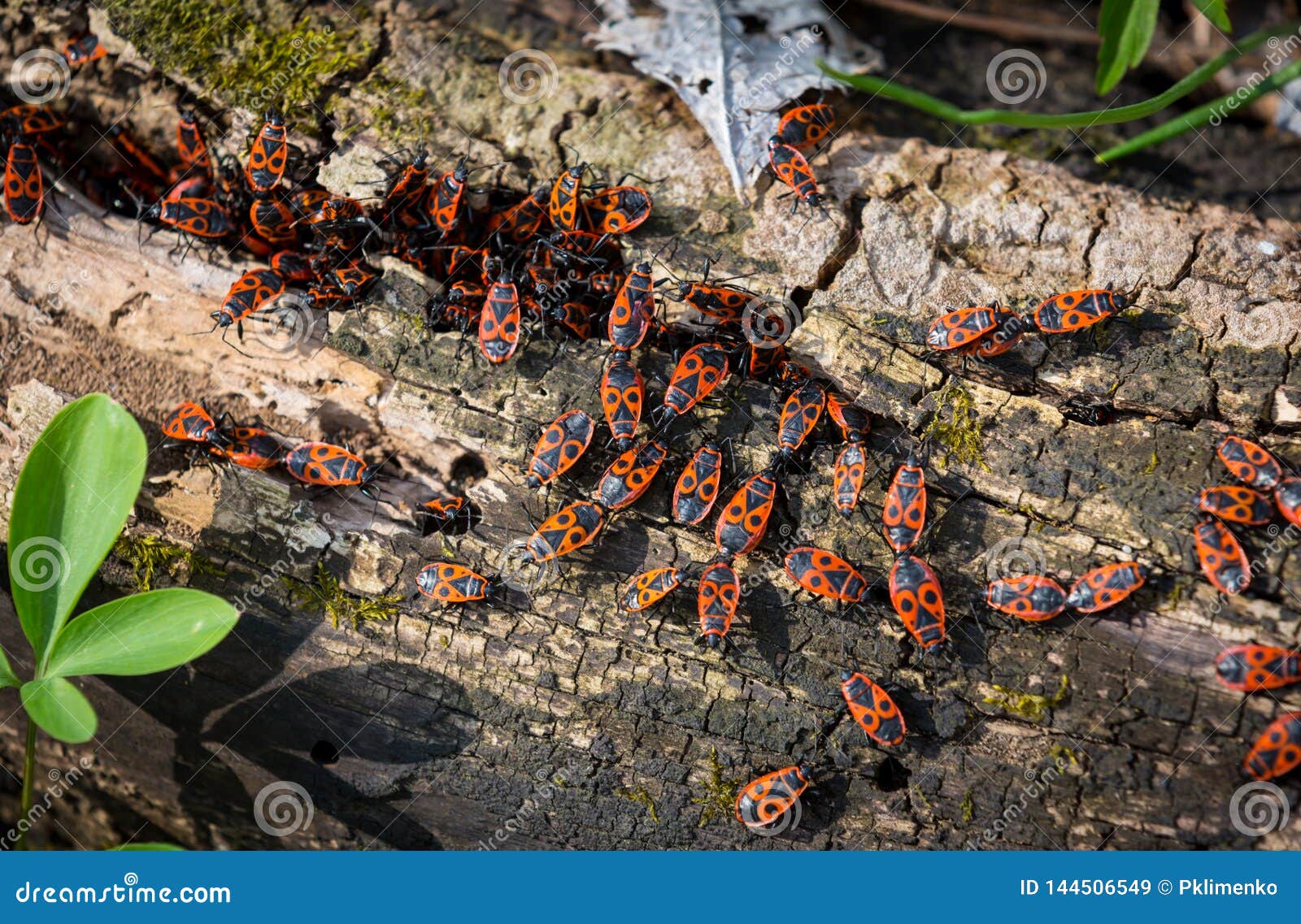 Group of red wood bugs stock image. Image of closeup - 144506549