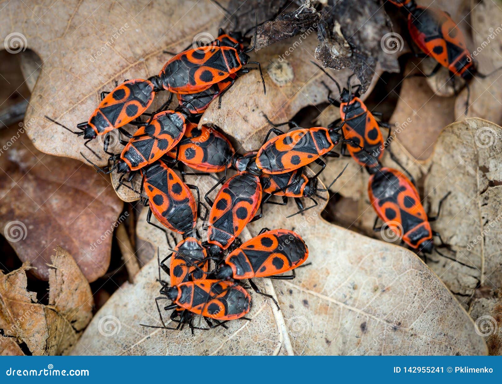 Group of Red Wood Bugs on an Oak Leaf Surface Stock Image - Image of ...