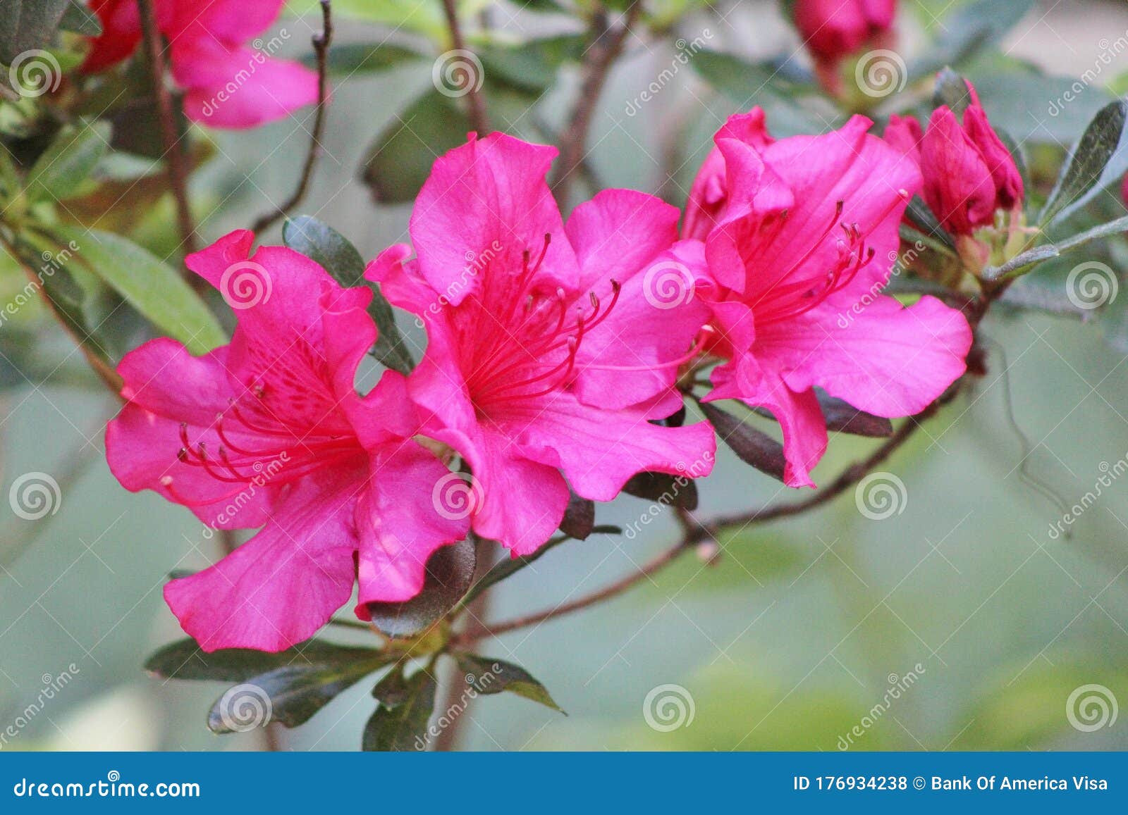 Group of Reddish Pink Flowers in Spring Sun. Stock Photo - Image of ...