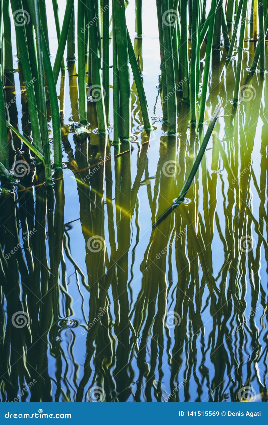 Reeds on the Lake with Reflection in the Water Stock Image - Image of ...