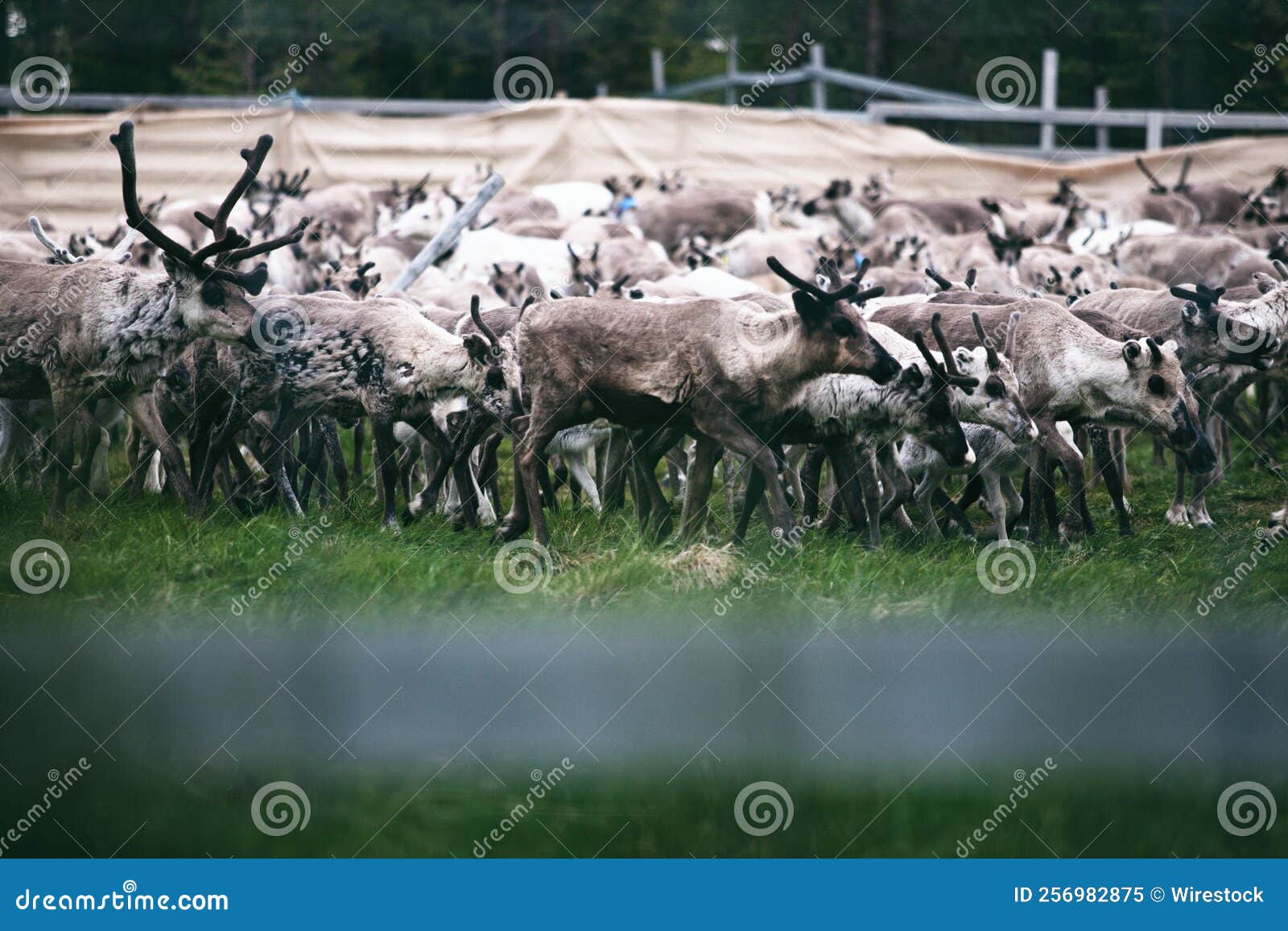 Group of Reindeers in a Field Stock Image - Image of rangifer, wildlife ...