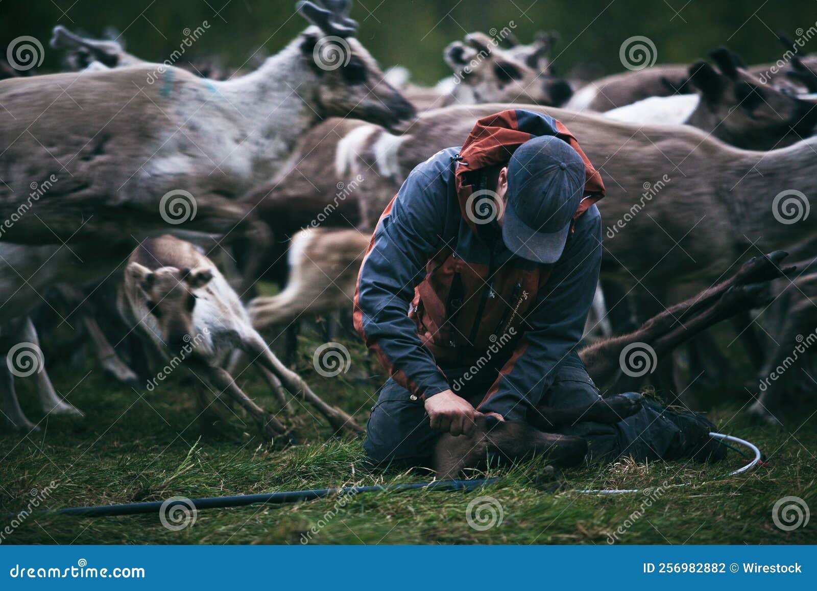 Group of Reindeers in a Field with Farmer Stock Photo - Image of ...