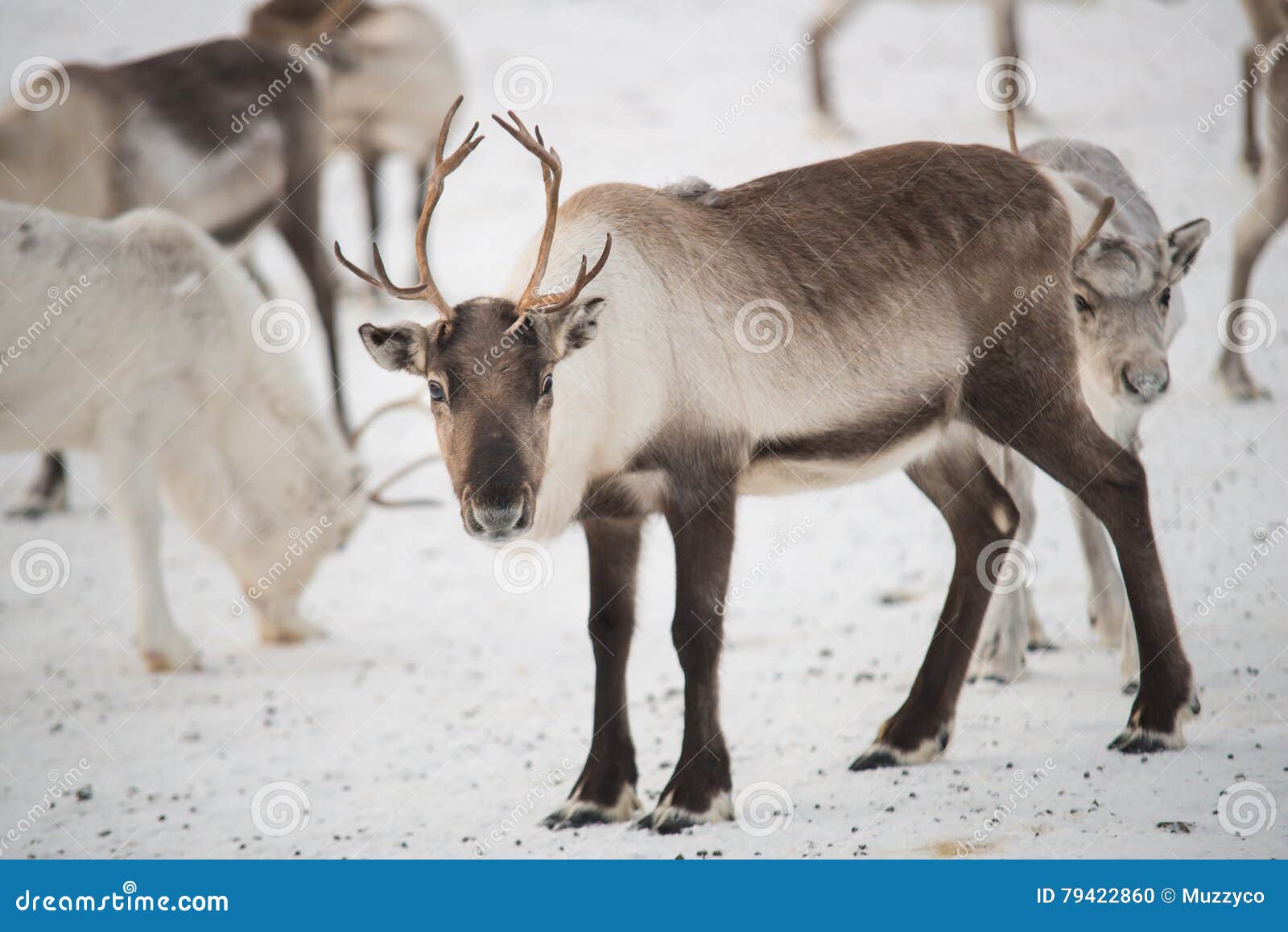 Group of Reindeers in Winter Stock Photo - Image of snow, finnish: 79422860