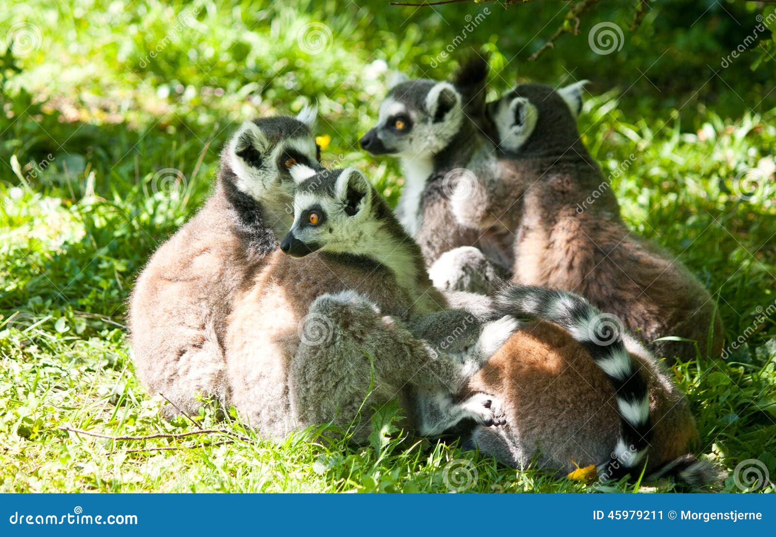 Group of relaxing lemus stock image. Image of captivity - 45979211
